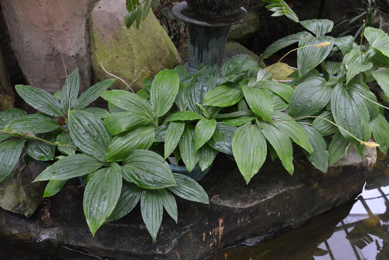 Crepidium acuminatum - PictureThis