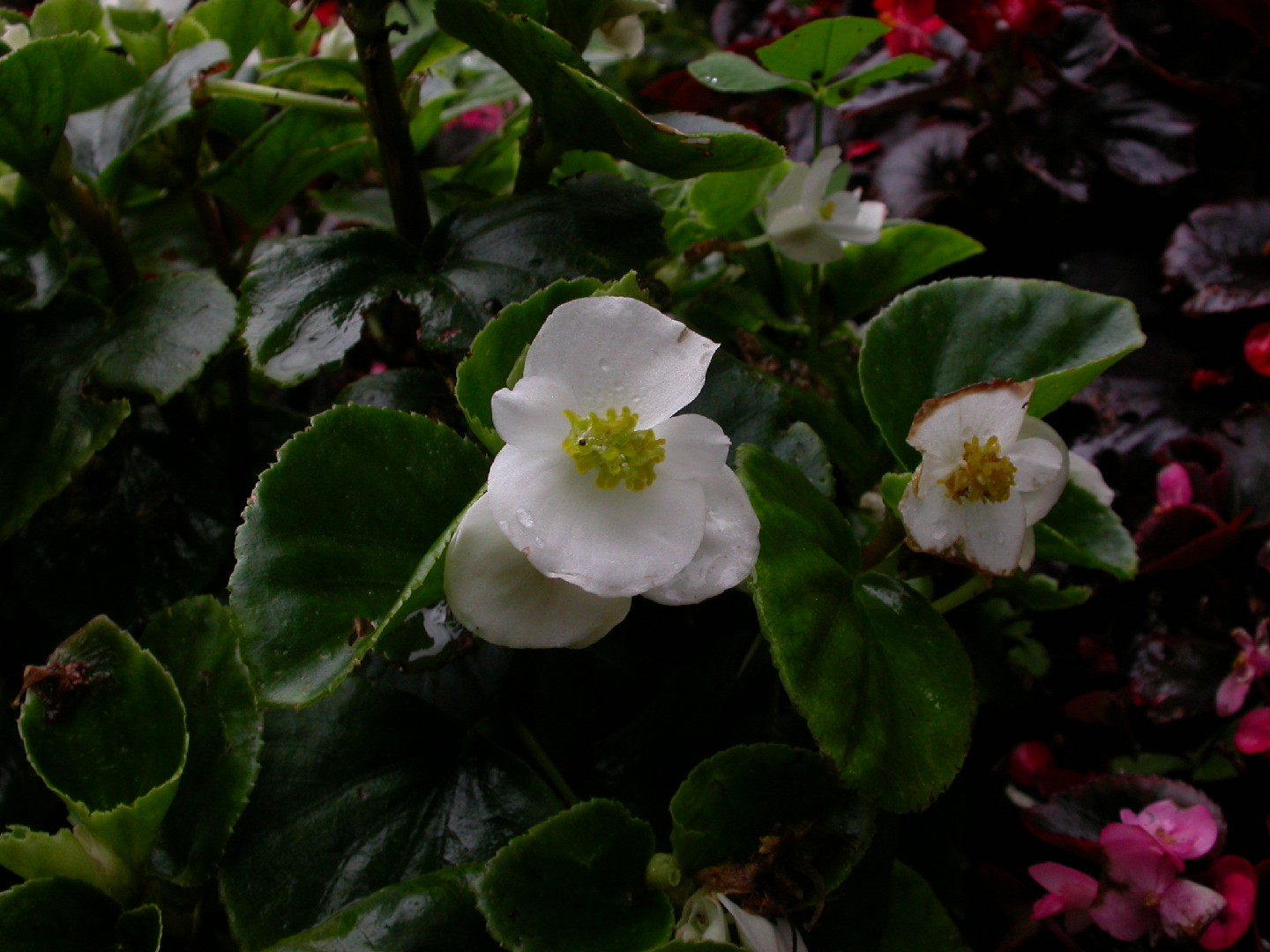 Waterbegonia (Begonia cucullata var. cucullata) - PictureThis