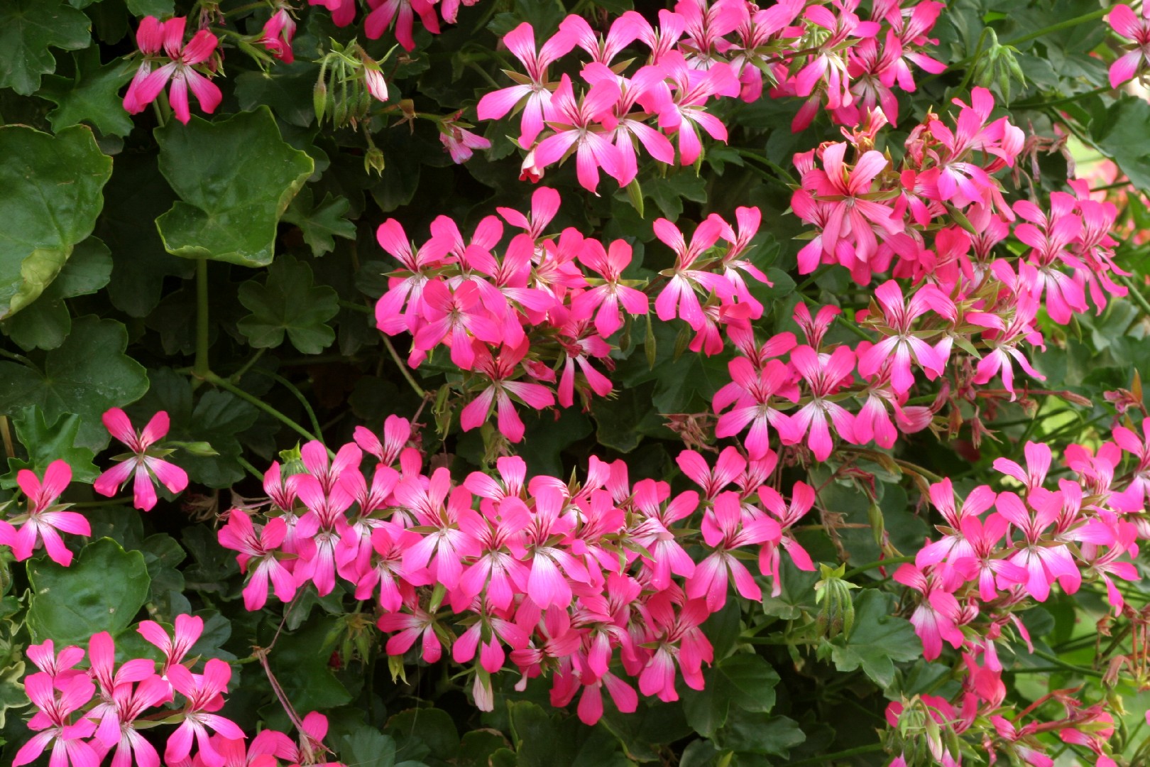 Ivy geranium (Pelargonium peltatum) Flower, Leaf, Care, Uses - PictureThis