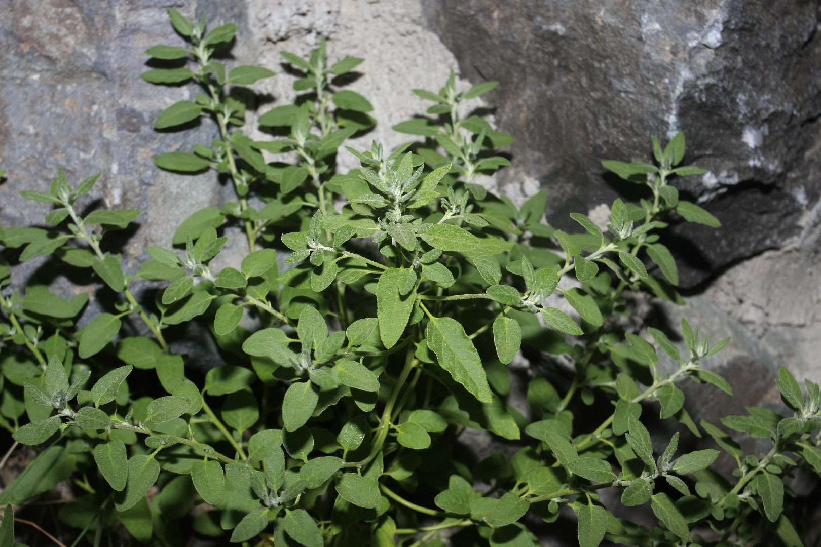 Russian pigweed (Axyris amaranthoides) Flower, Leaf, Care, Uses ...