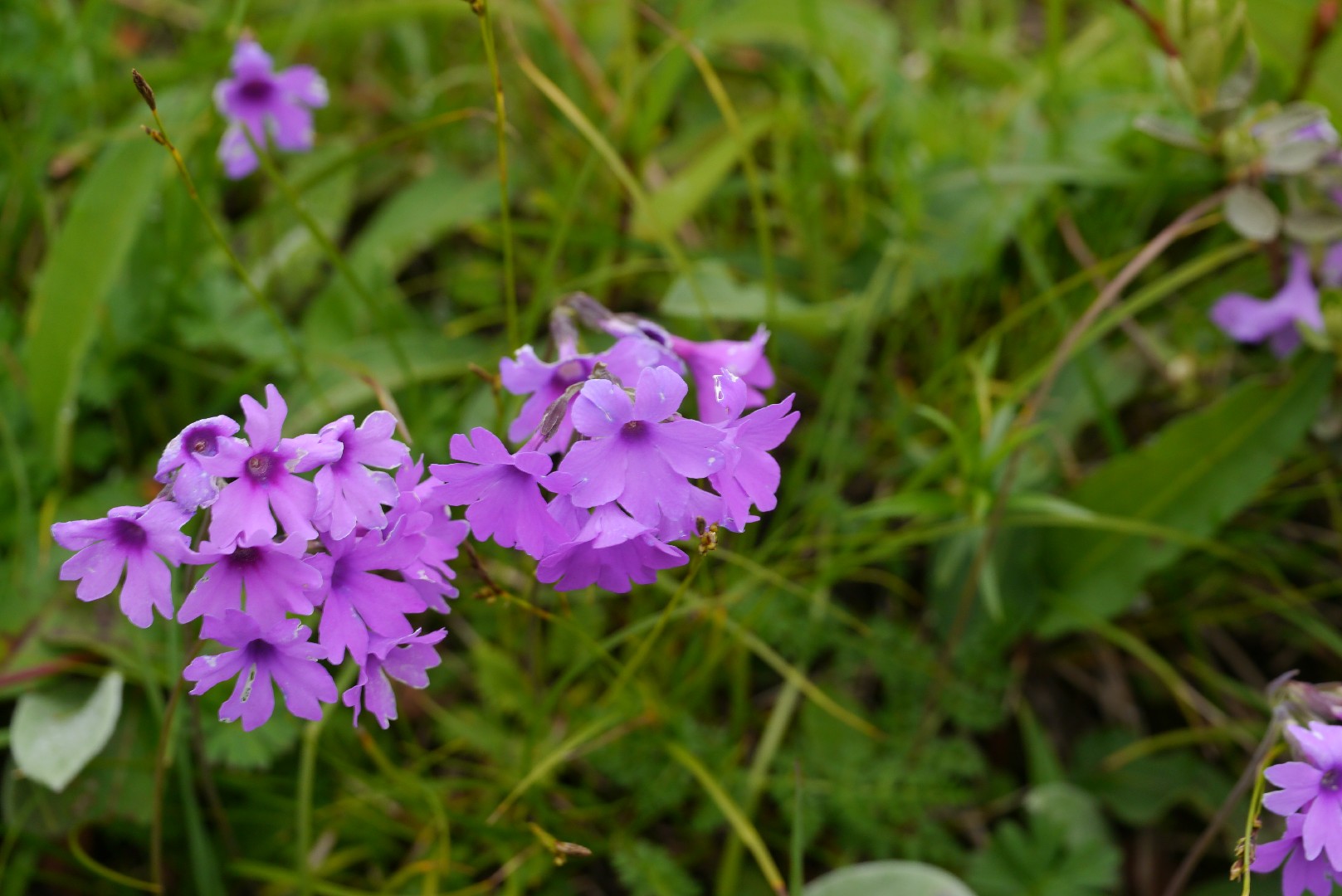 Primula blinii - PictureThis