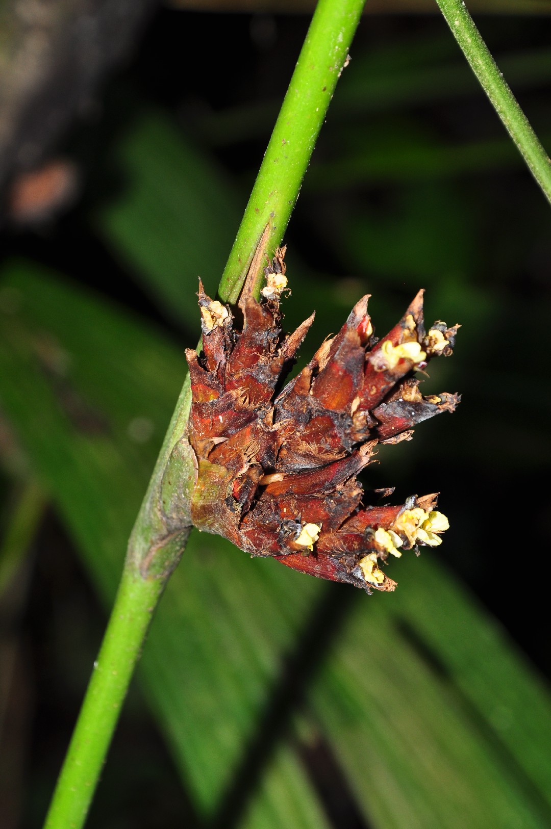 packing leaf (Phrynium) Flower, Leaf, Care, Uses - PictureThis