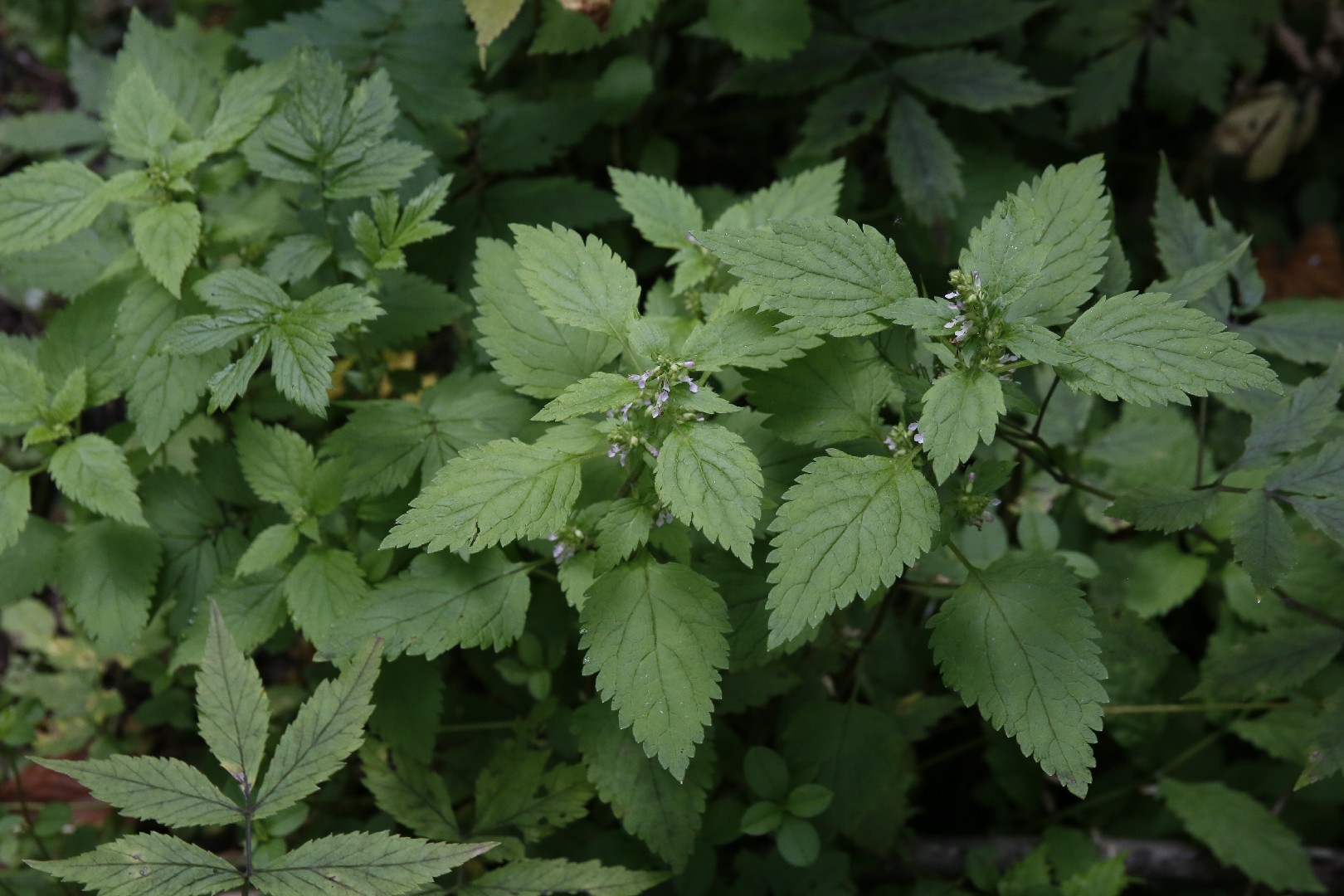 血見愁 (Teucrium viscidum) 照顧，種植，繁殖，開花時間 - PictureThis