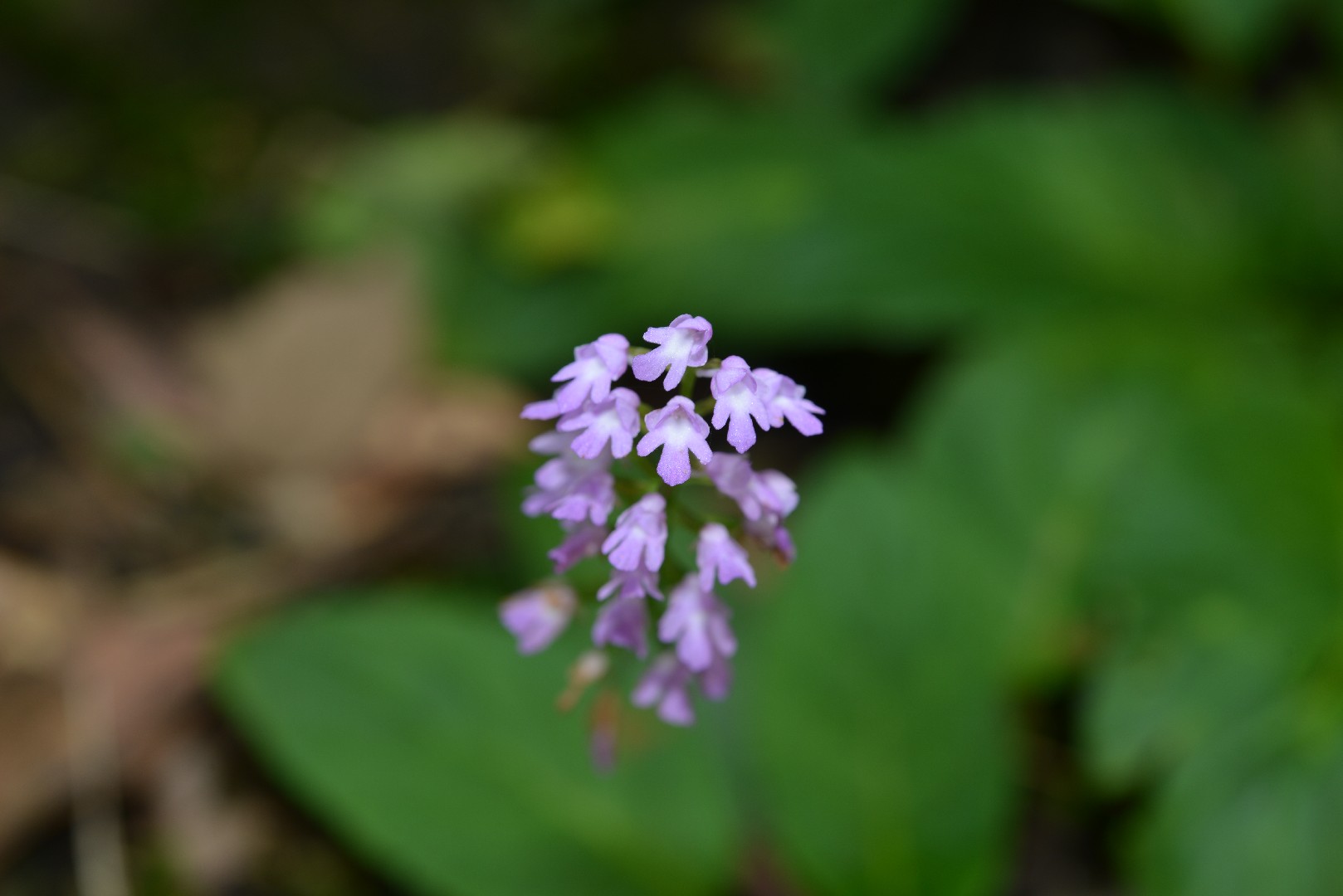 Ponerorchis Care (Watering, Fertilize, Pruning, Propagation) - PictureThis