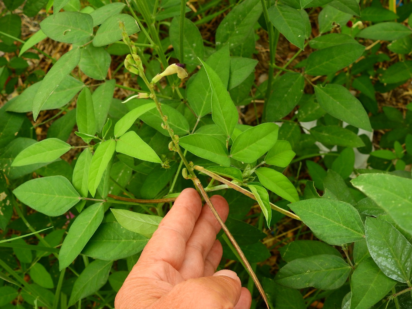 Phasey bean Care (Watering, Fertilize, Pruning, Propagation) - PictureThis