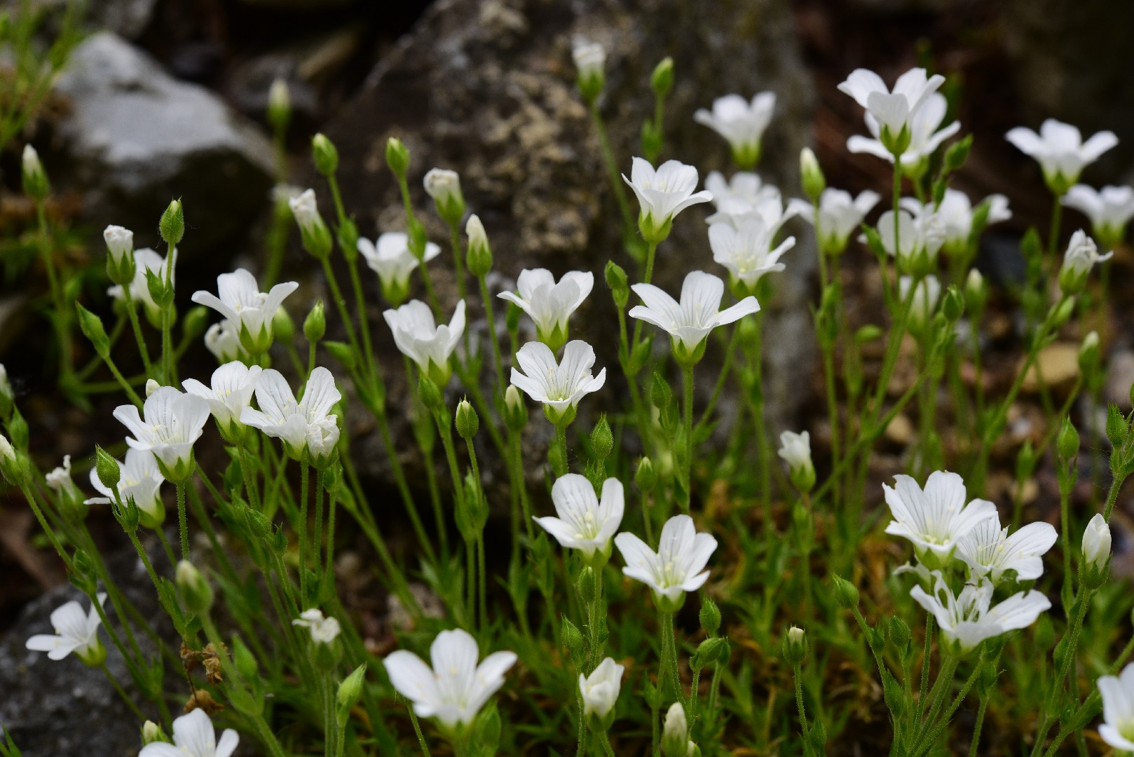 Large-flowered sandwort (Arenaria grandiflora) Flower, Leaf, Care, Uses ...