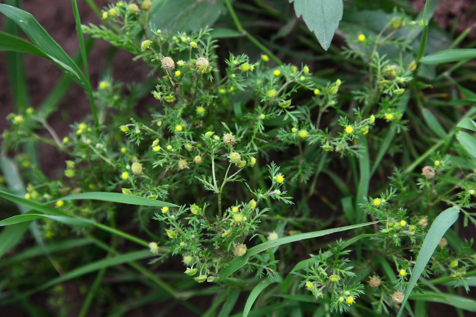 Babuna (Cotula anthemoides) Flower, Leaf, Care, Uses - PictureThis