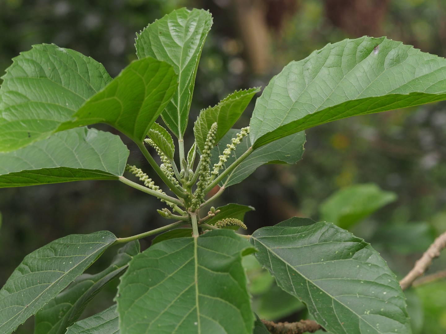 Claoxylon Flower, Leaf, Care, Uses - PictureThis