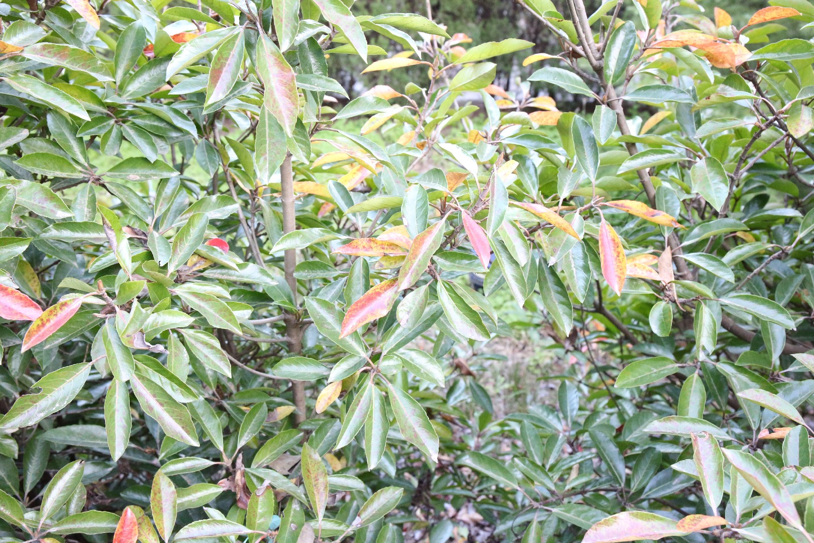 아왜나무 (Viburnum odoratissimum var. awabuki) - PictureThis