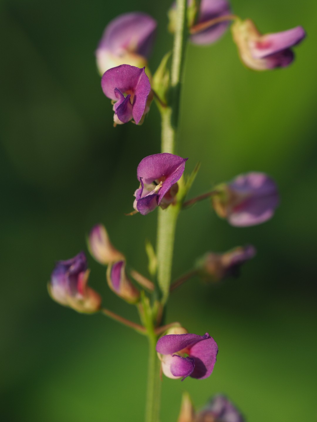 Tadehagi triquetrum - PictureThis