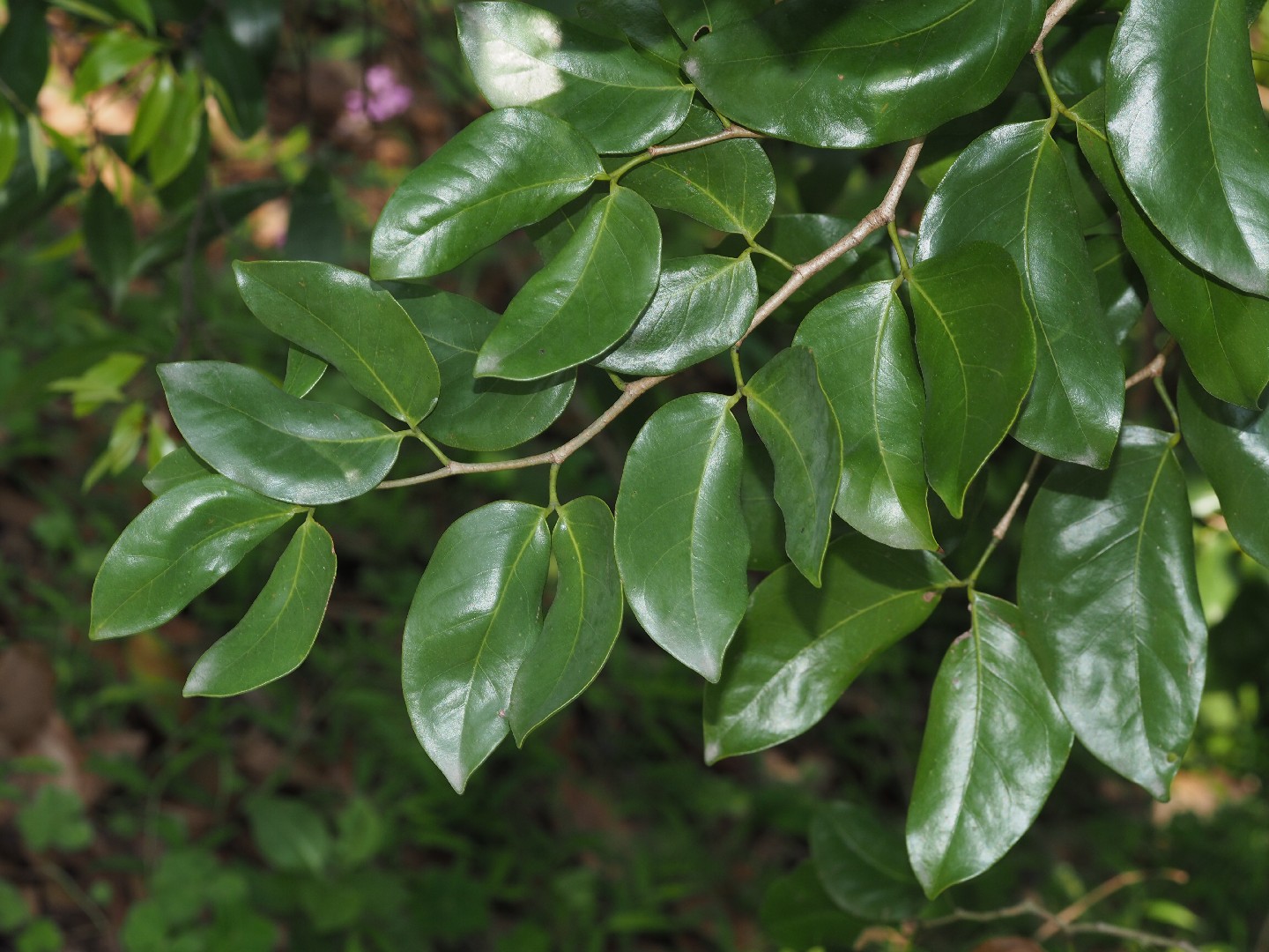 How to Plant and Grow Stinkingtoe(Hymenaea courbaril)