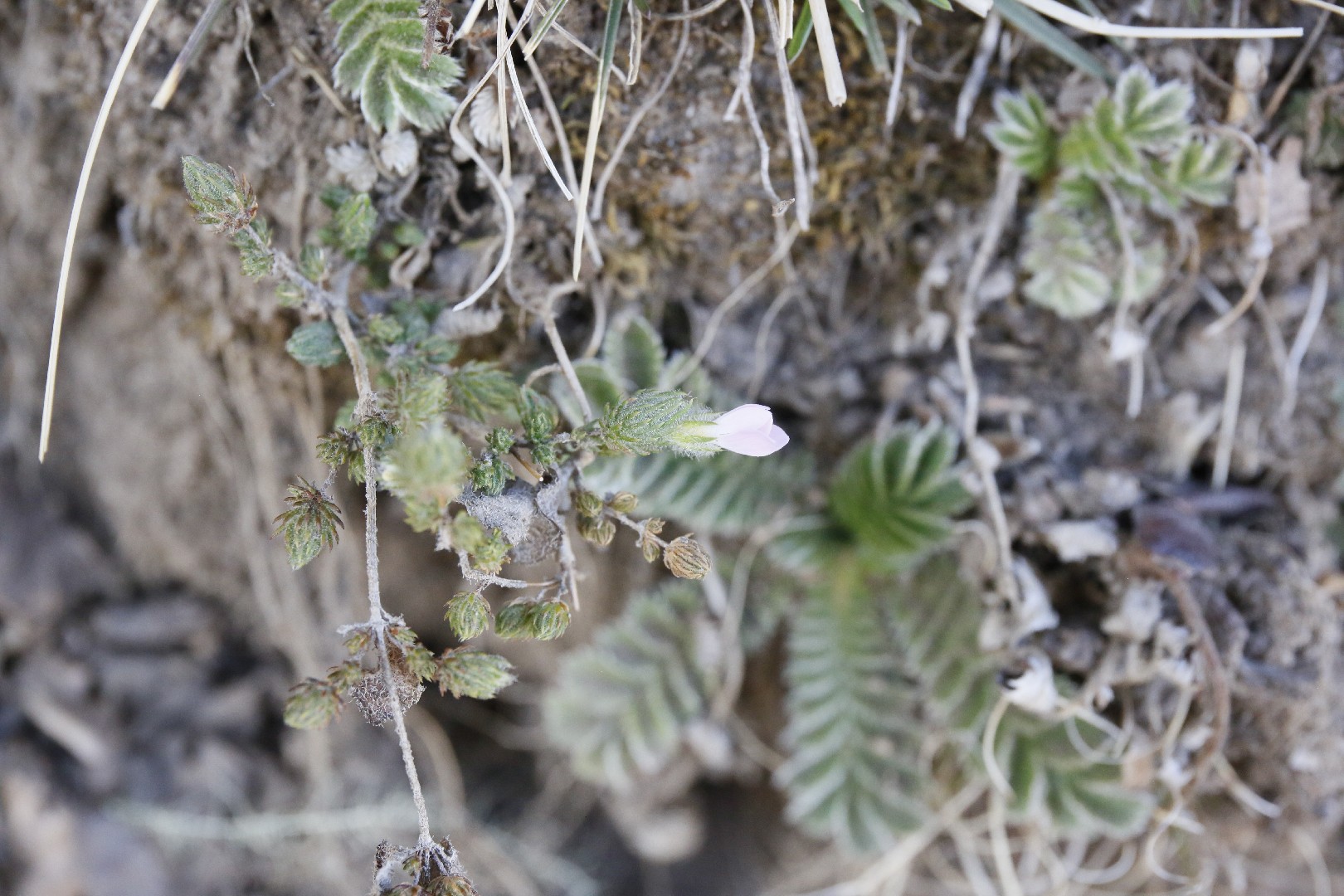 Hemiphragma heterophyllum - PictureThis