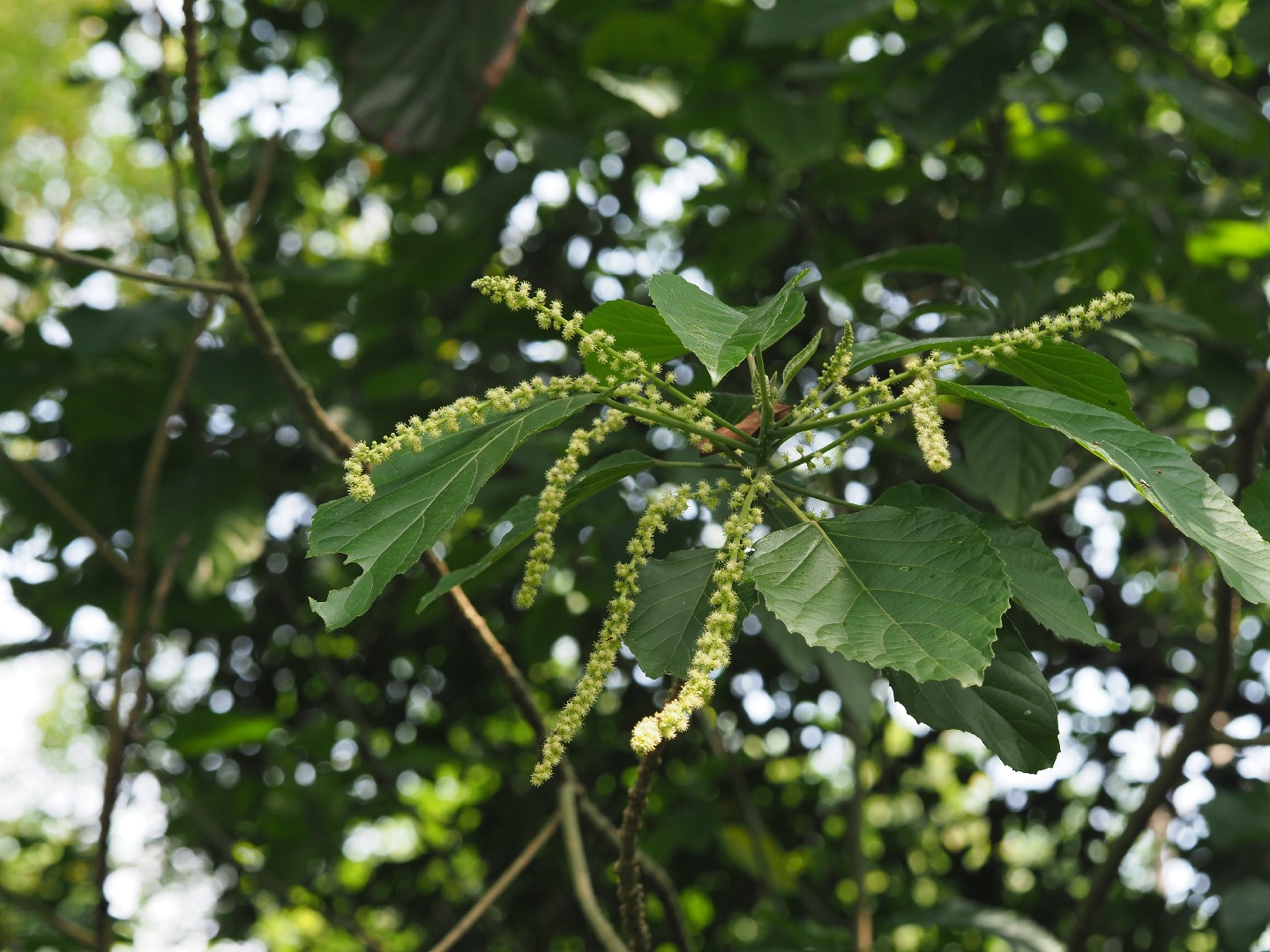 Claoxylon indicum 花言葉，毒性，よくある質問 - PictureThis