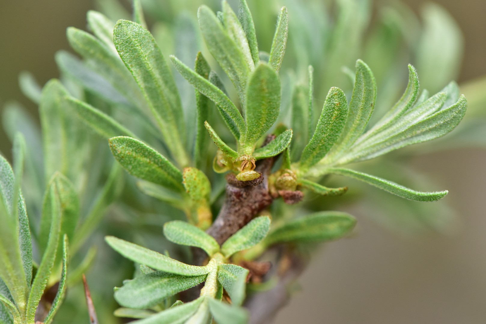 PictureThis - Hippophae rhamnoides subsp. sinensis