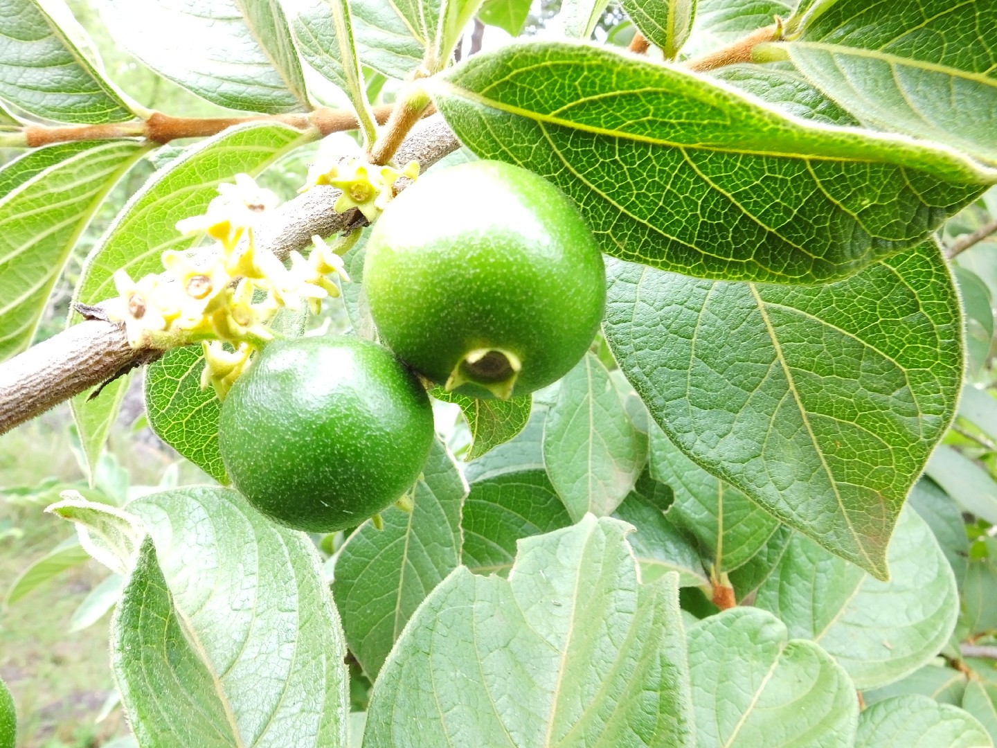 Vangueria infausta - PictureThis