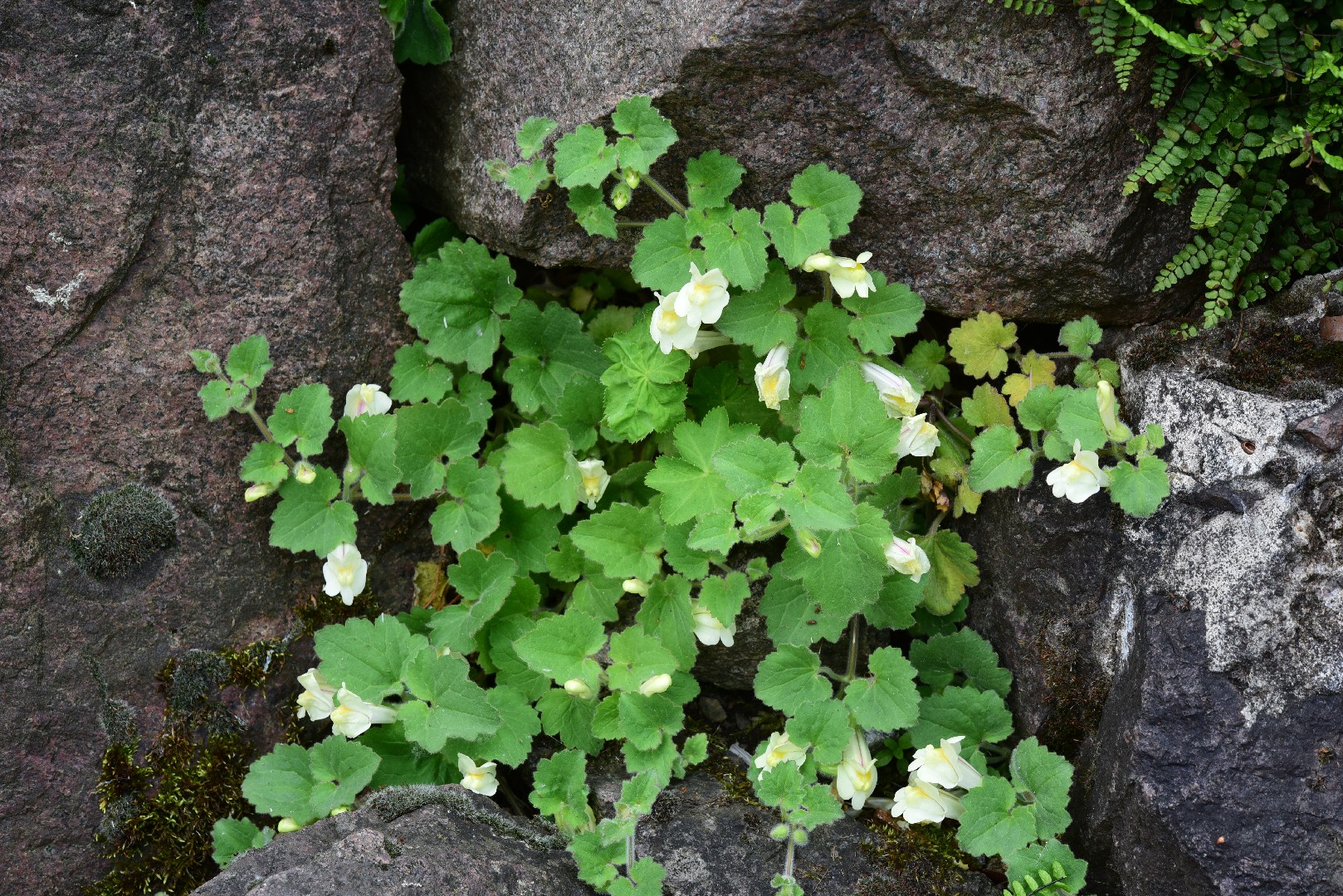 How to Plant and Grow Trailing snapdragon(Asarina procumbens)