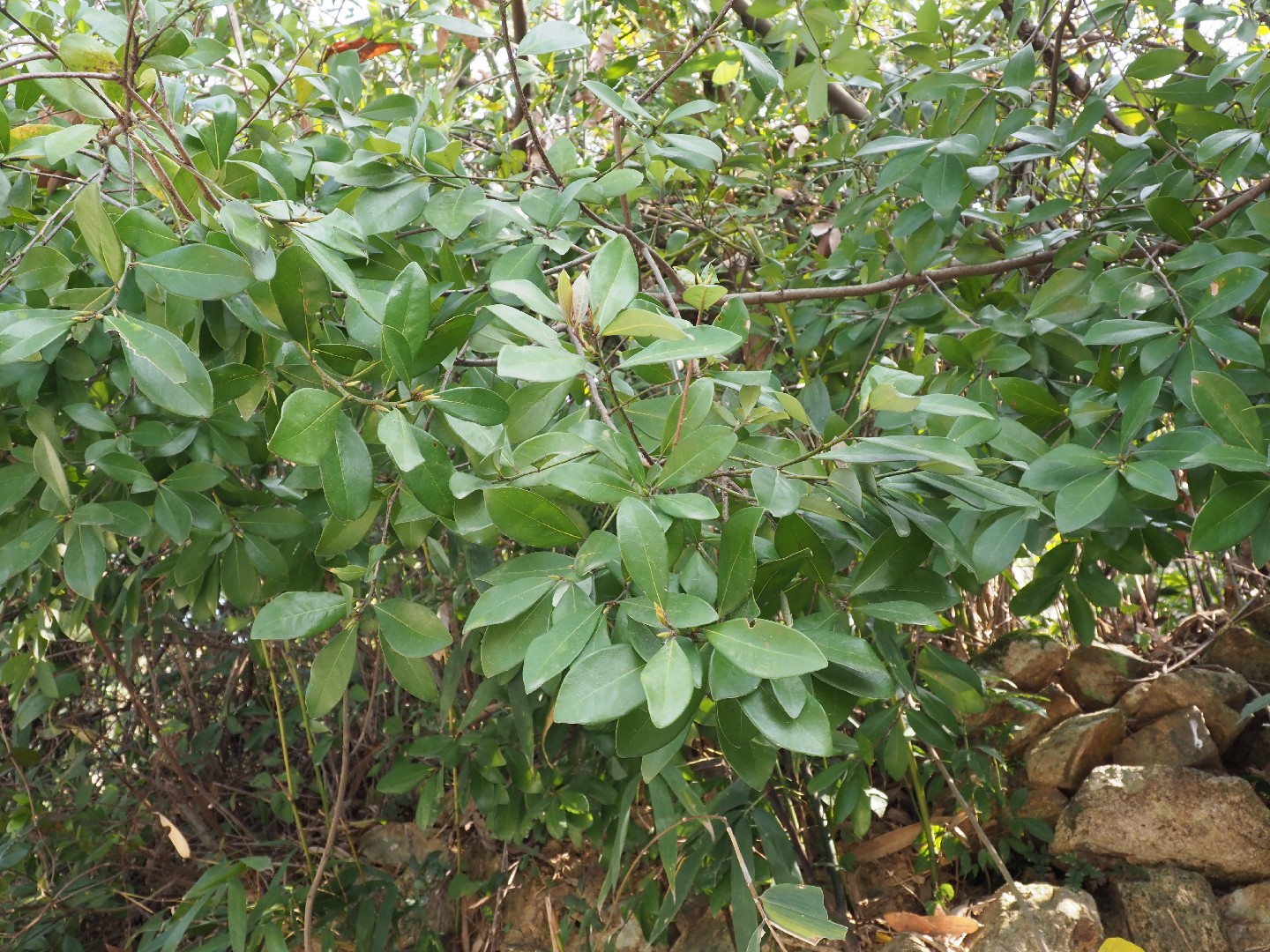 Litsea rotundifolia var. oblongifolia - PictureThis