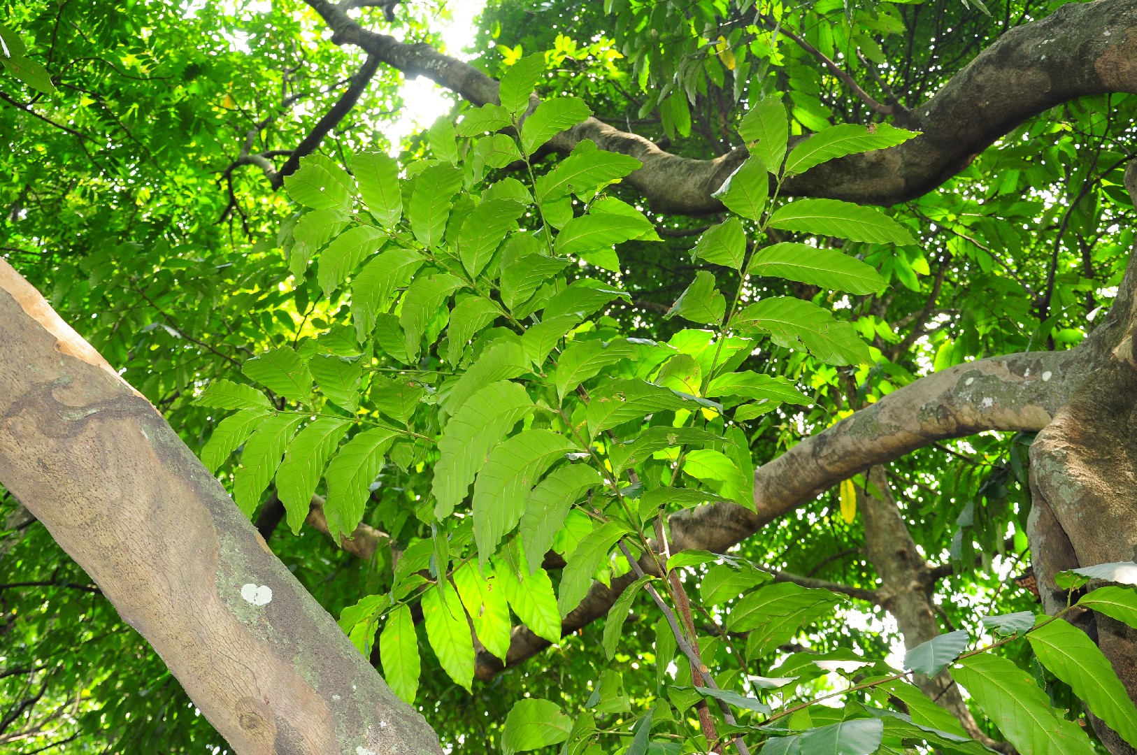 Chisocheton (Chisocheton) Flower, Leaf, Care, Uses - PictureThis