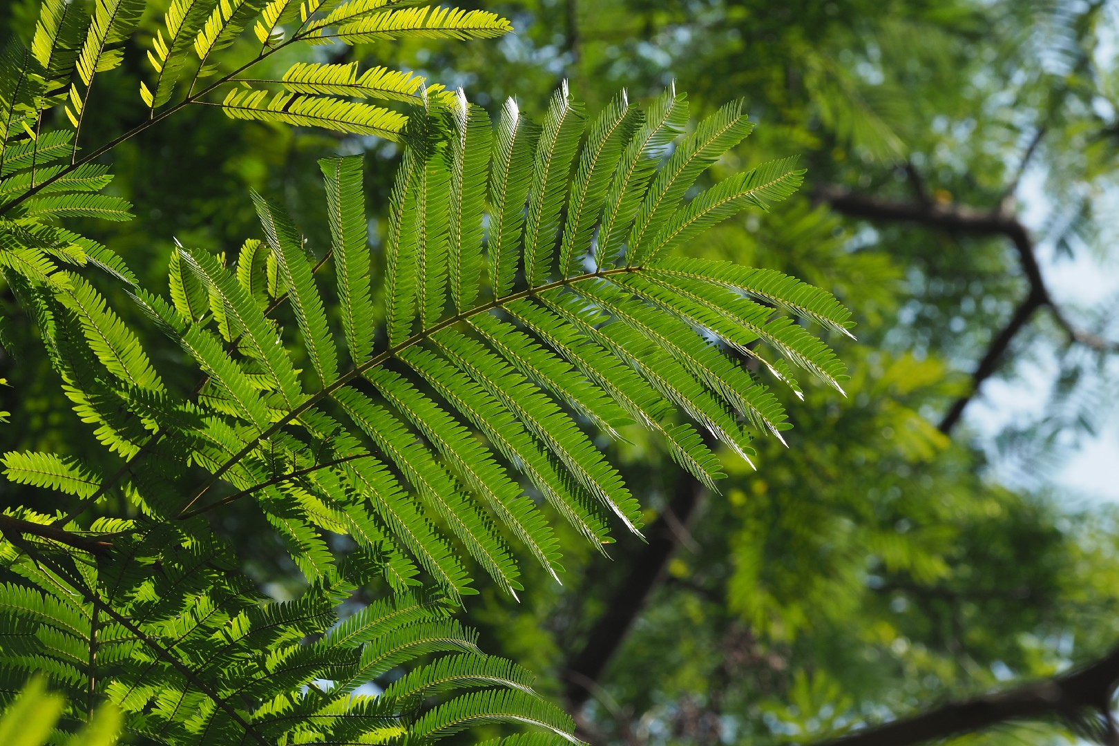 Cojoba arborea - PictureThis