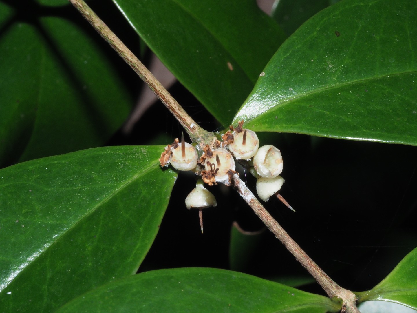 Memecylon ligustrifolium Flower, Leaf, Care, Uses - PictureThis