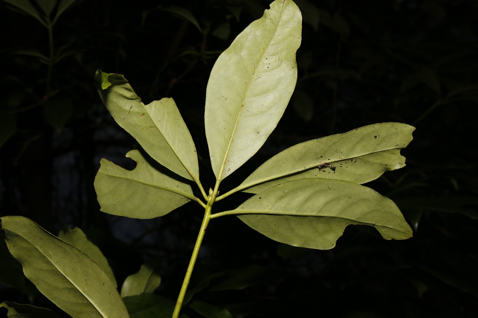 일리시움 시몬시 (Illicium simonsii) - PictureThis