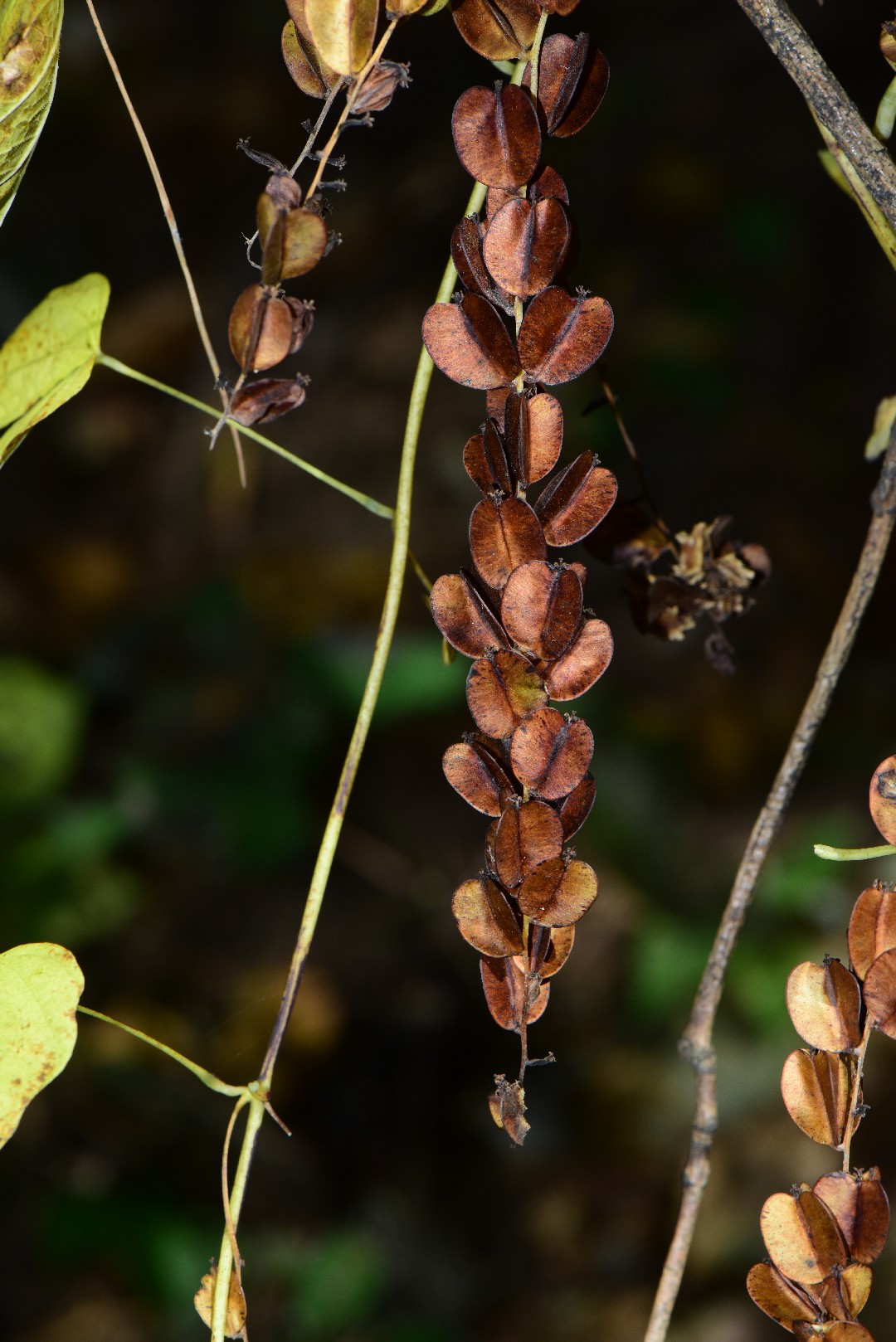 Dioscorea nipponica - PictureThis