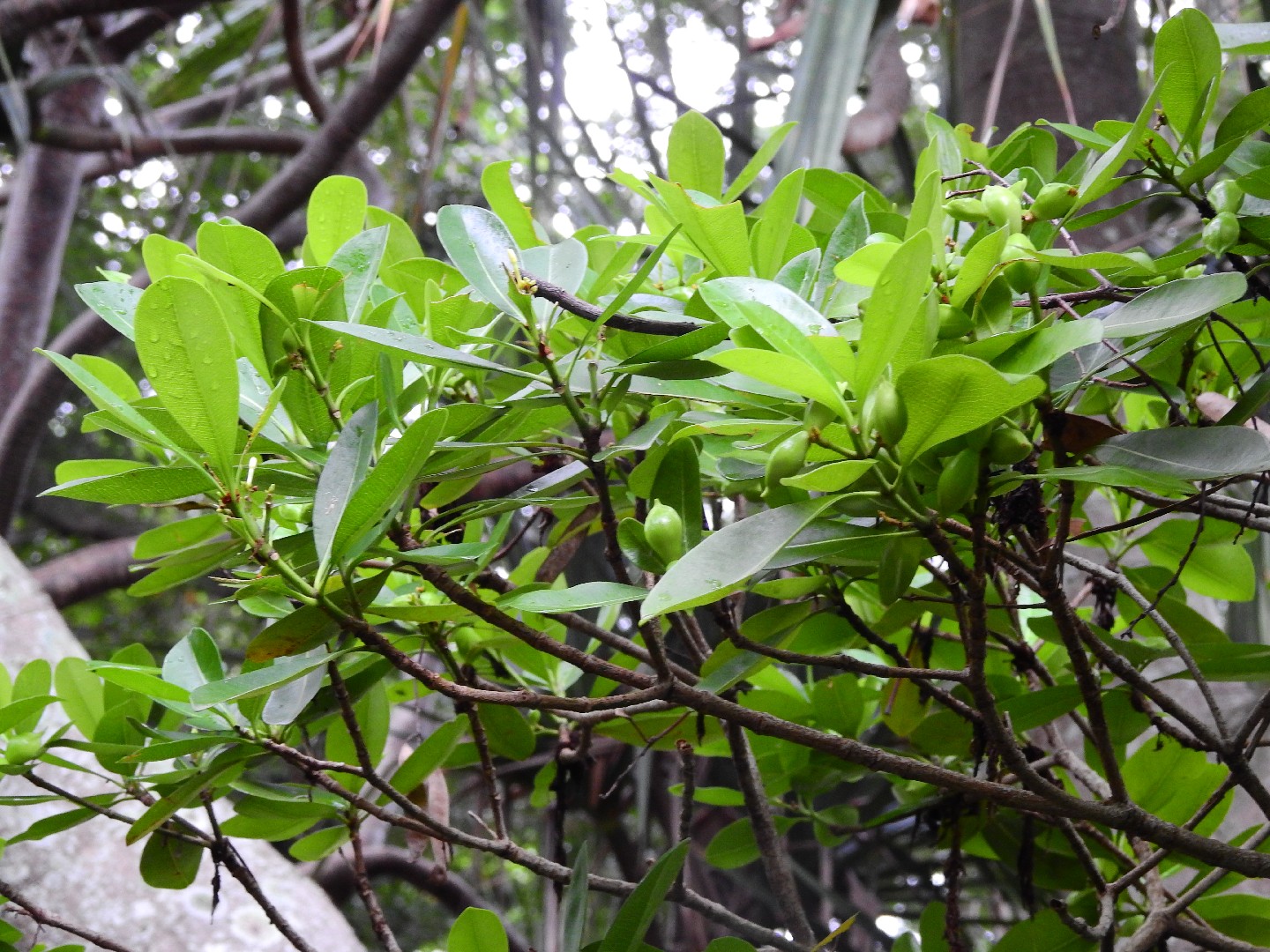 Bois pian (Gustavia augusta) - PictureThis