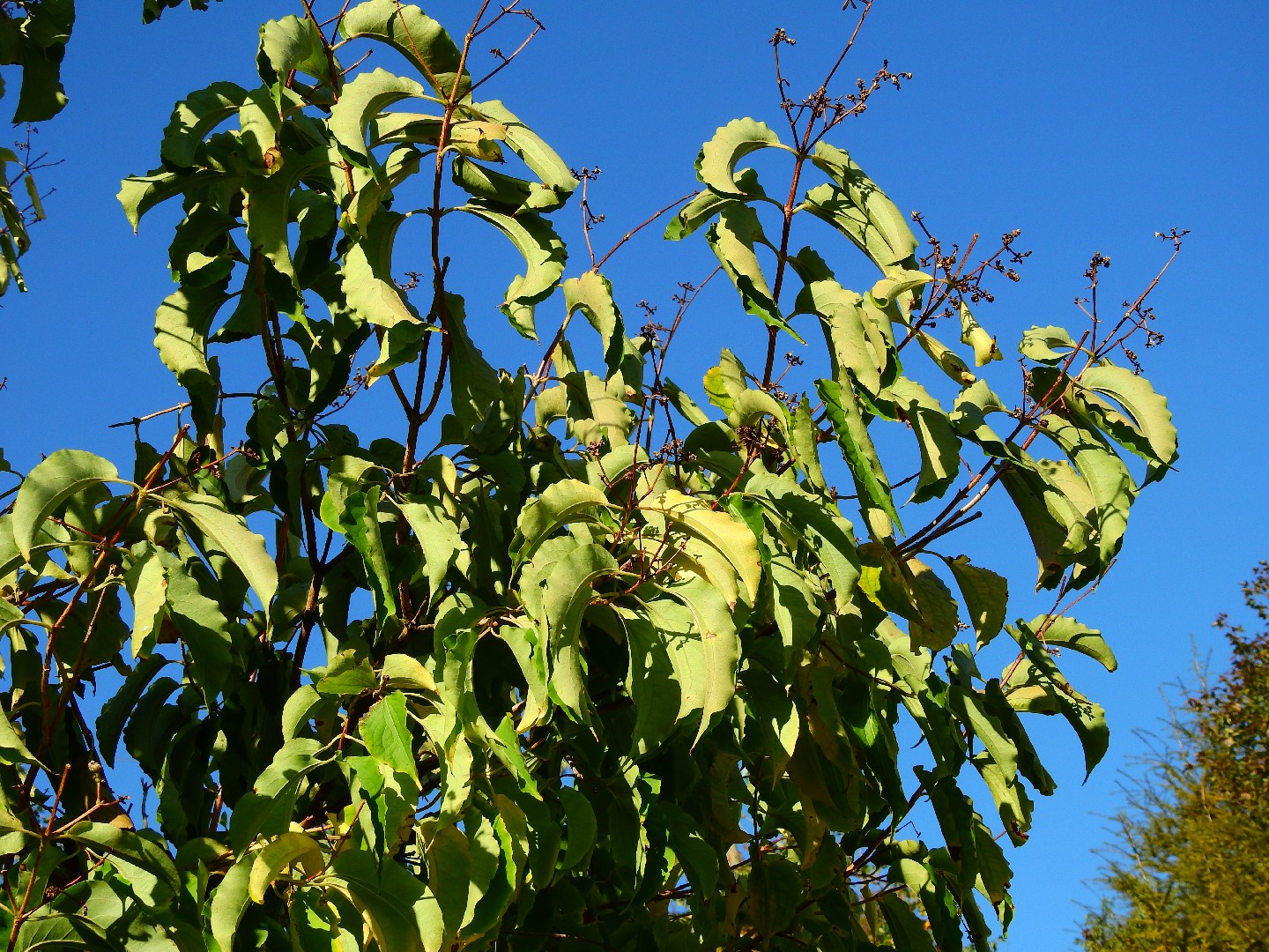 Seven sons tree Care (Watering, Fertilize, Pruning, Propagation ...