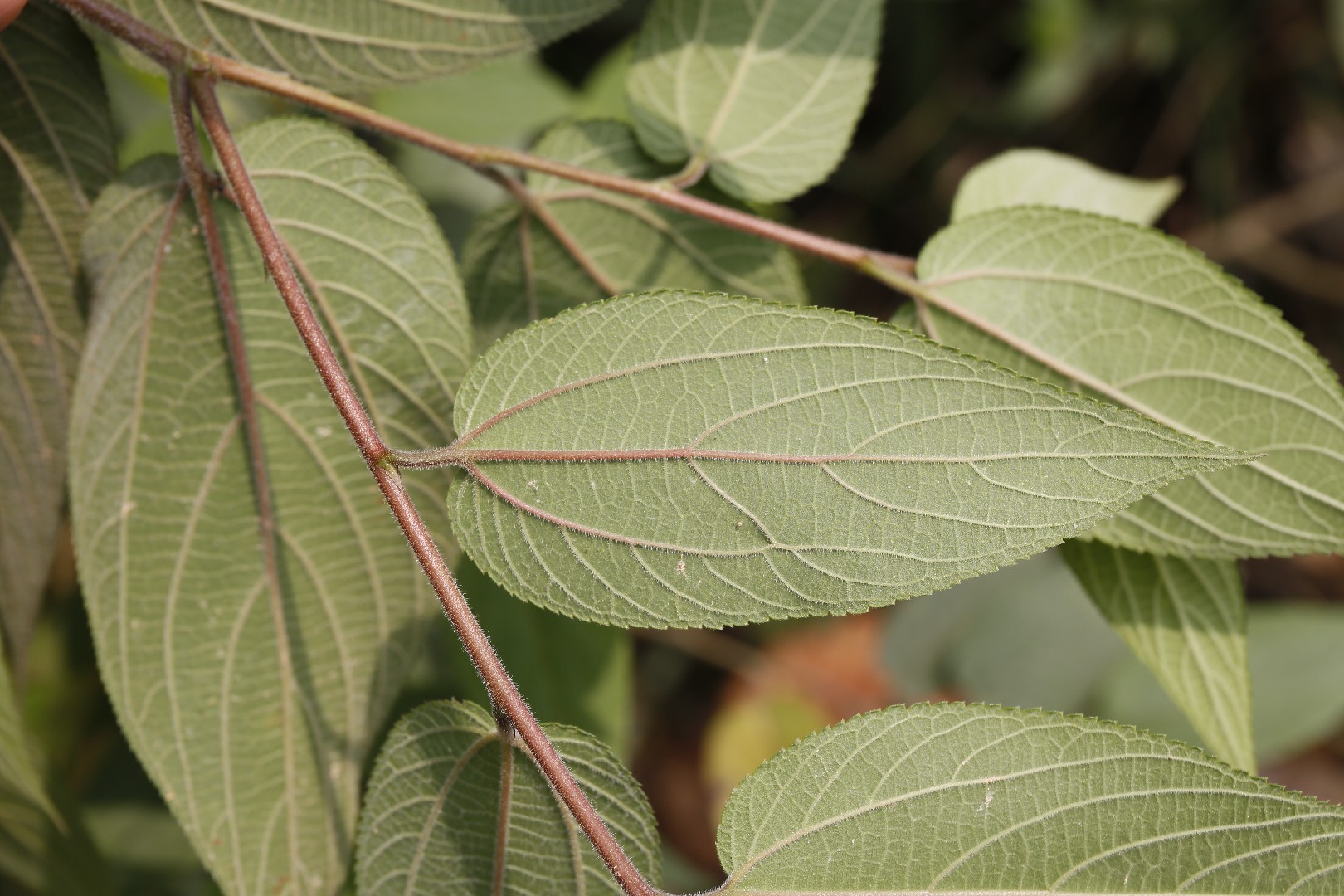 Trema tomentosa - PictureThis