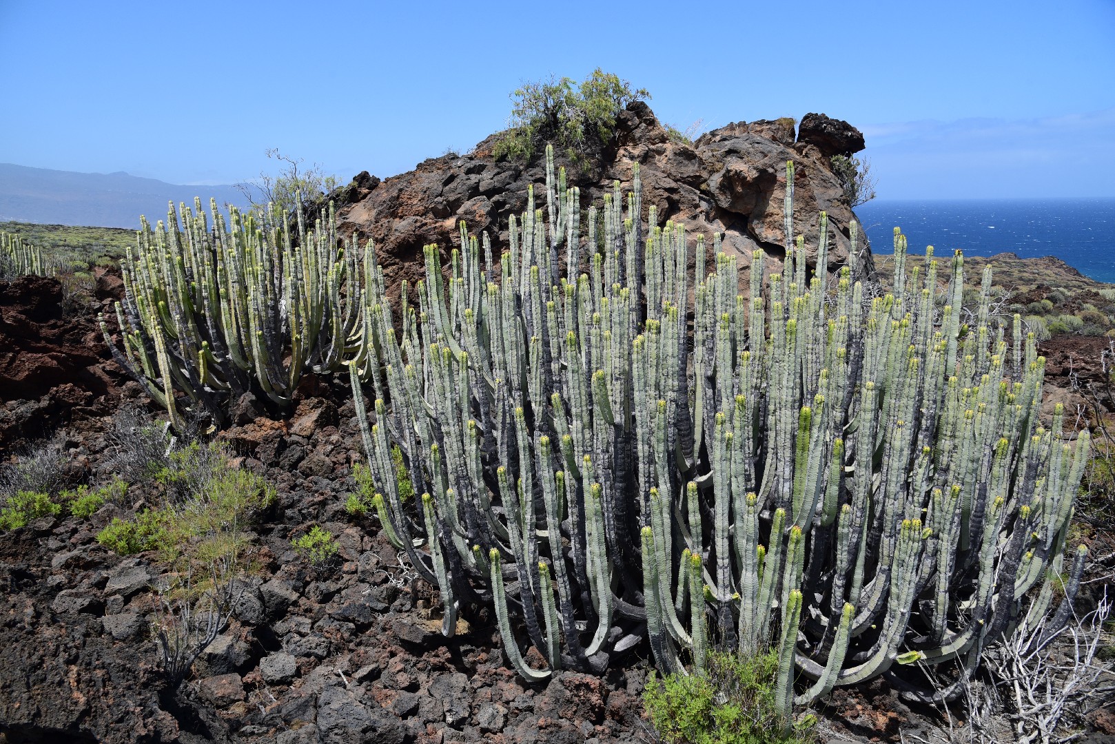 Cardón (Euphorbia canariensis) - PictureThis