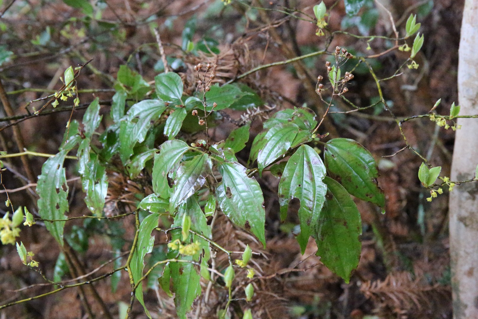 Bredia quadrangularis - PictureThis