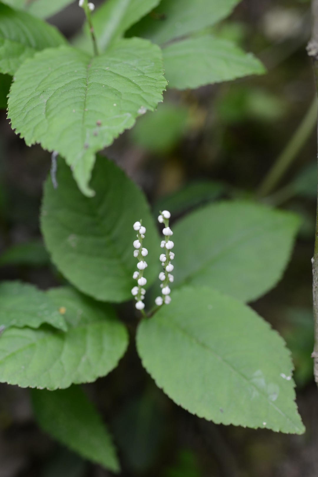 Chloranthus serratus - PictureThis