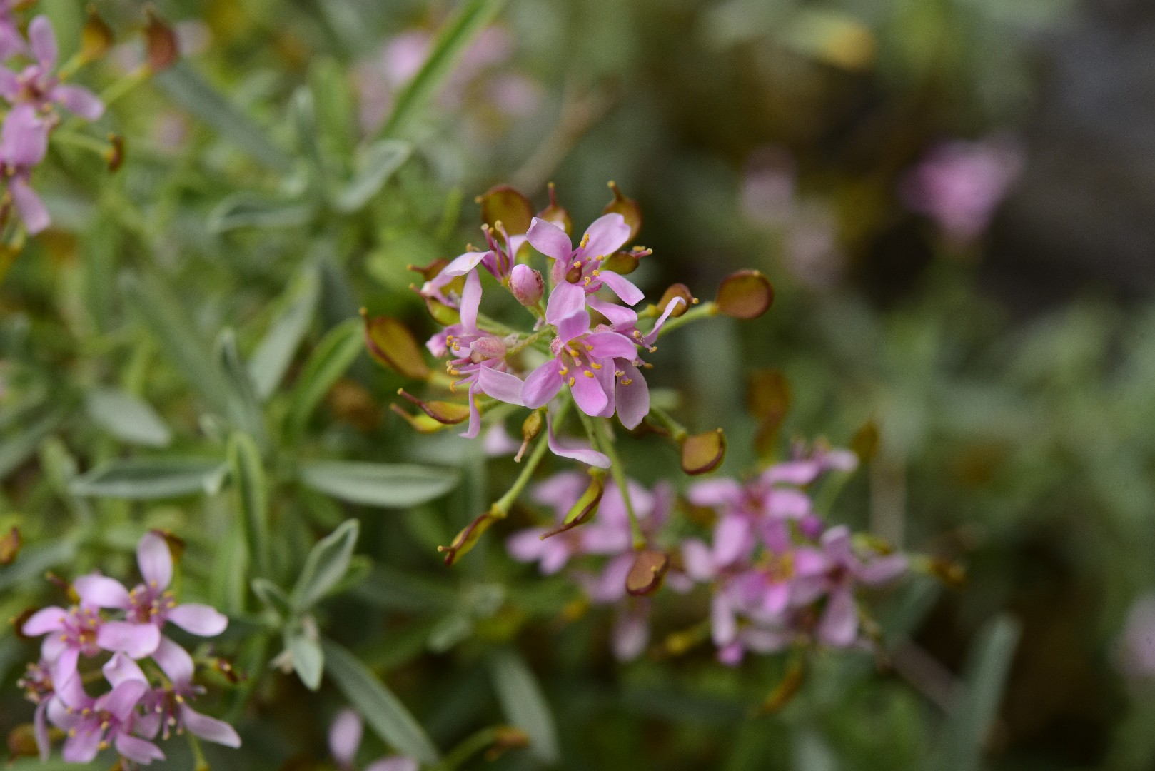 Spring madwort (Hormathophylla spinosa) Flower, Leaf, Care, Uses ...