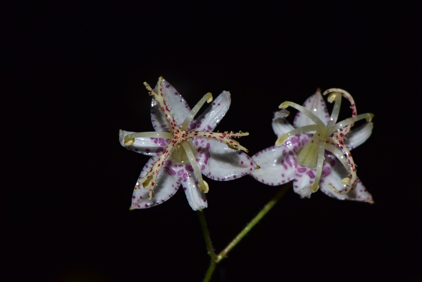 Tricyrtis affinis - PictureThis