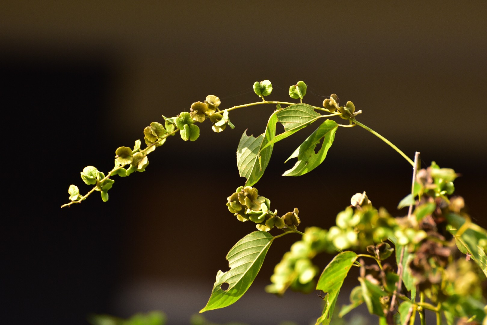 Gouania Care (Watering, Fertilize, Pruning, Propagation) - PictureThis