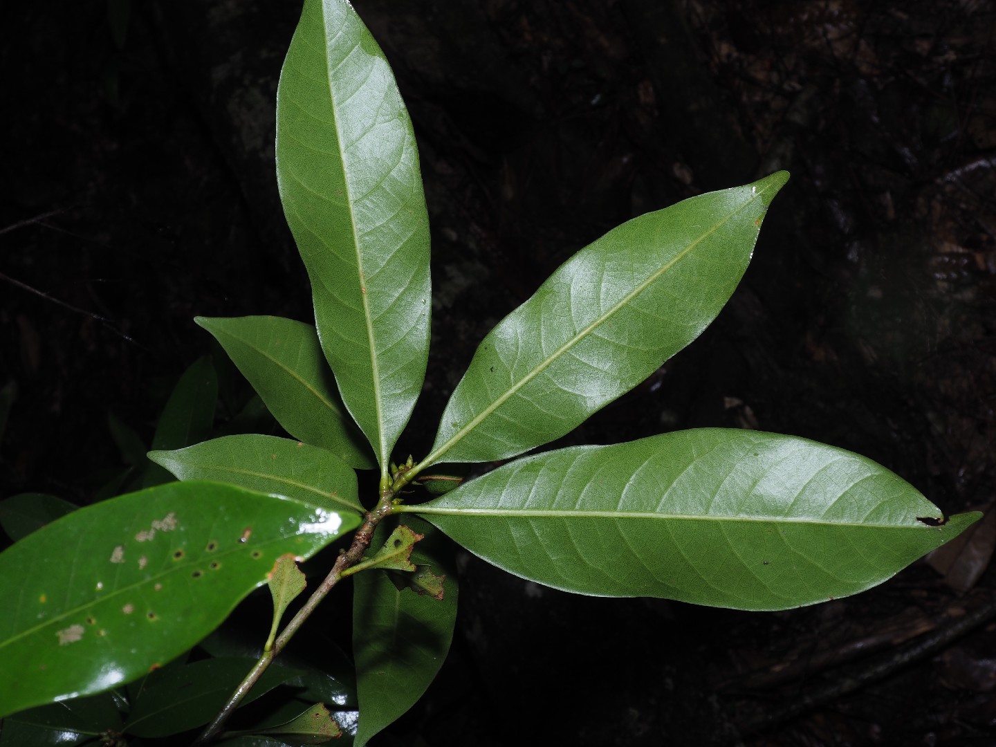 Lithocarpus hancei - PictureThis