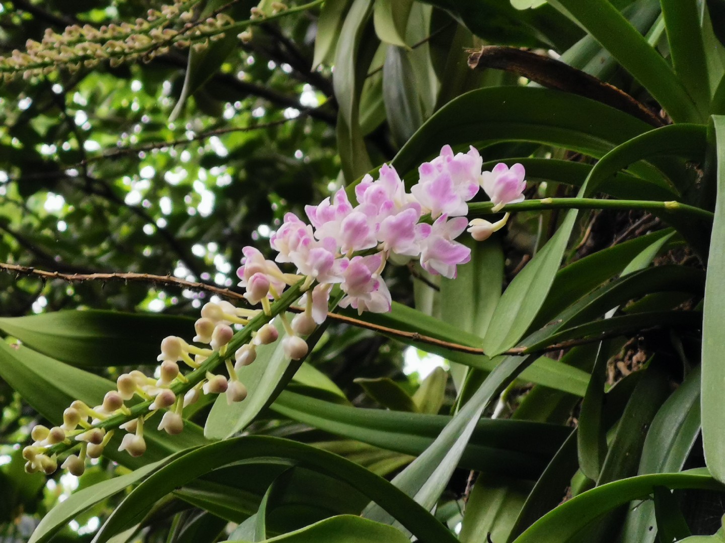 Aerides rosea - PictureThis