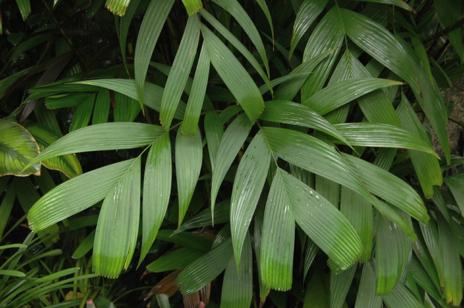 Pinanga baviensis - PictureThis