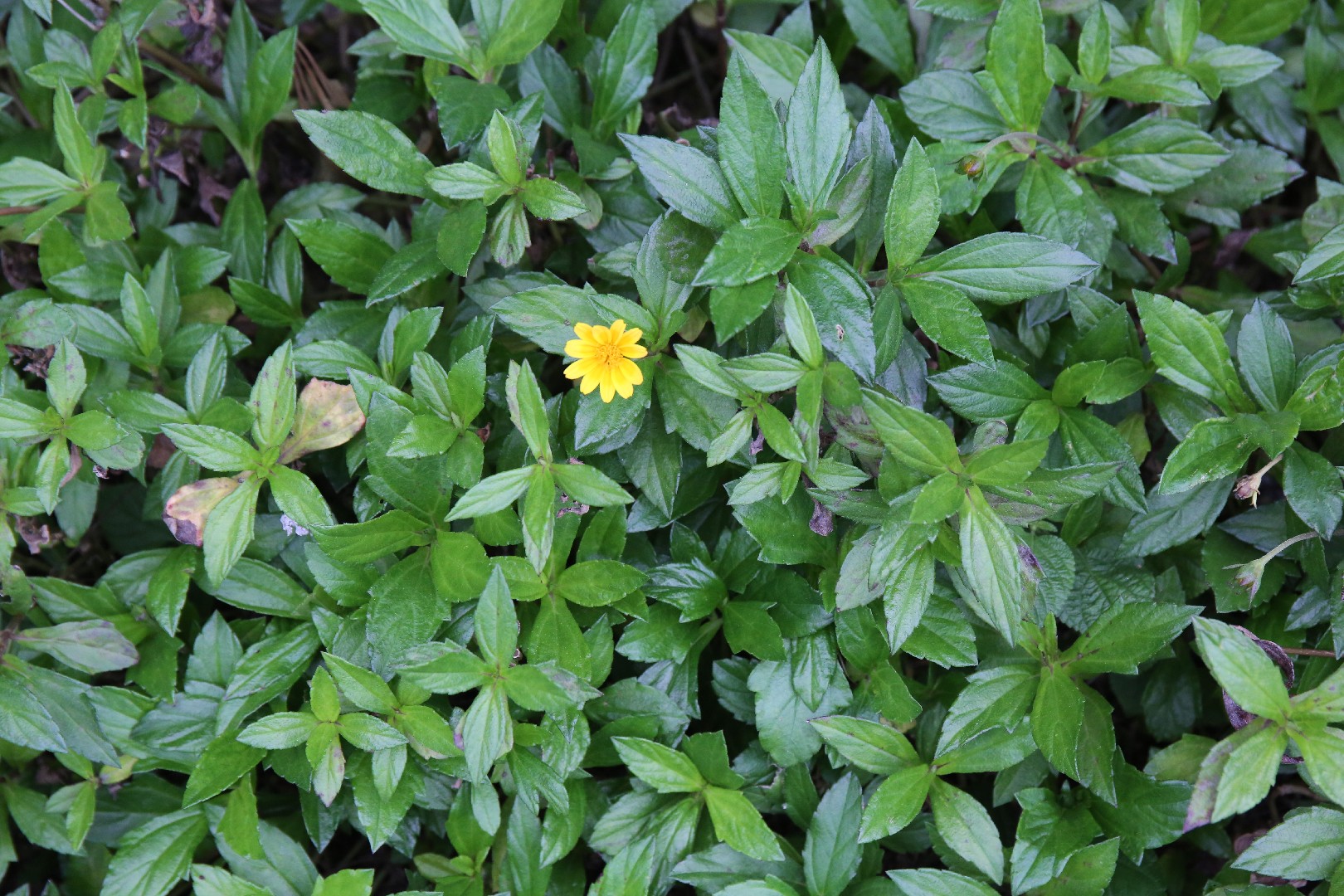 Сфагнетикола календулацеа (Sphagneticola calendulacea) - PictureThis