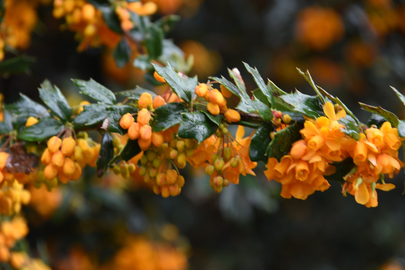 Berberis trigona 花言葉，毒性，よくある質問 - PictureThis