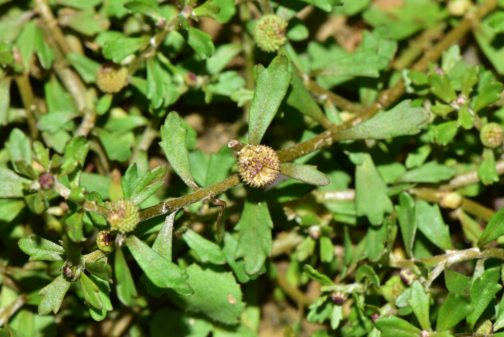 Centipeda minima - PictureThis