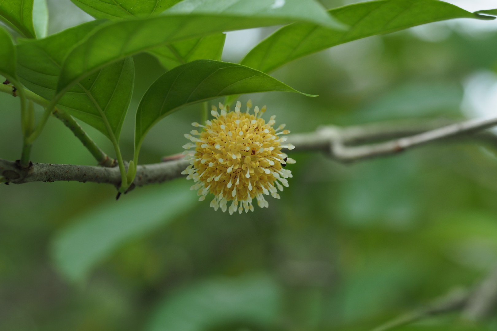 Nauclea officinalis - PictureThis