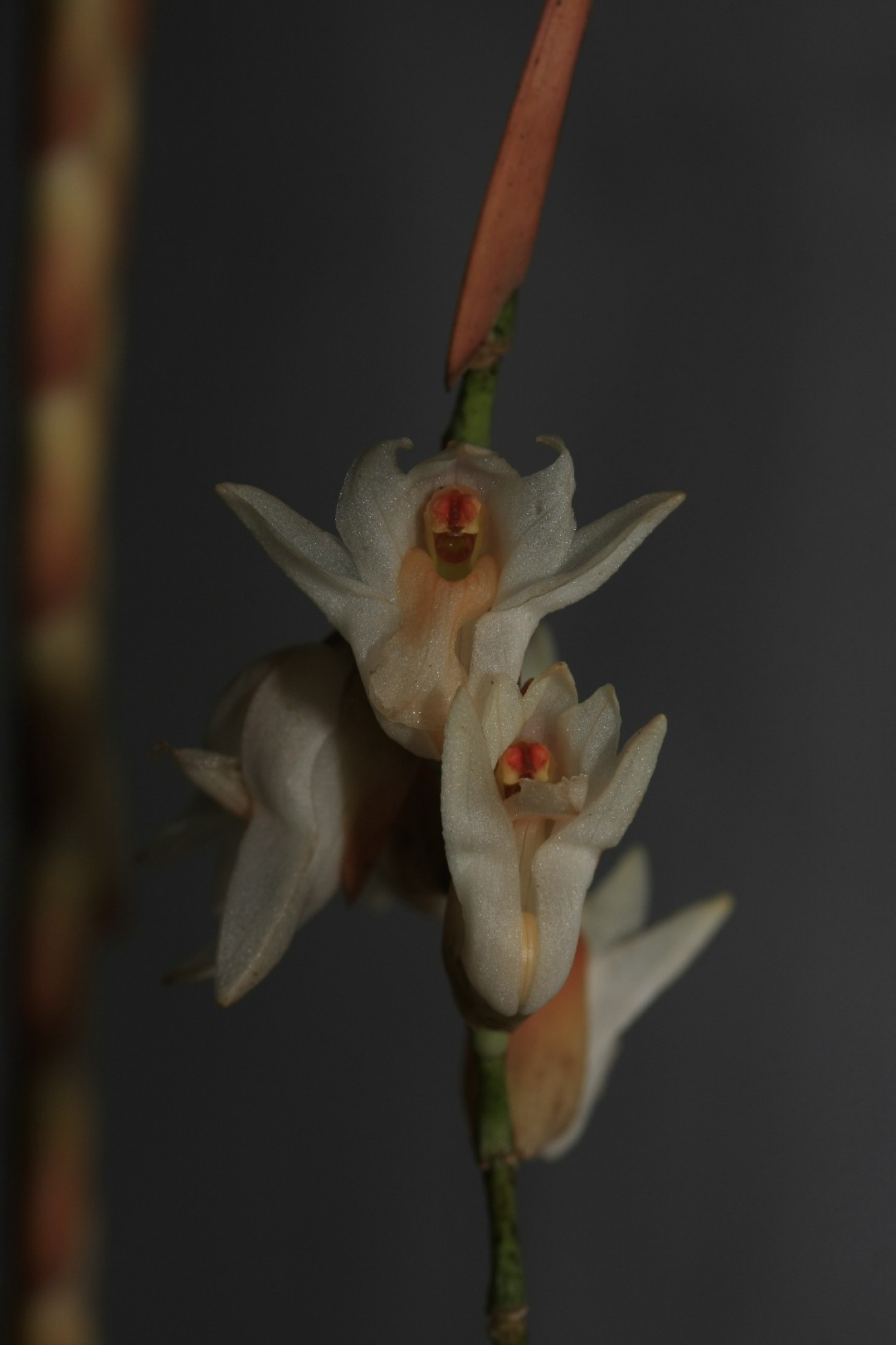 Bulleyia yunnanensis 照顧，種植，繁殖，開花時間 - PictureThis