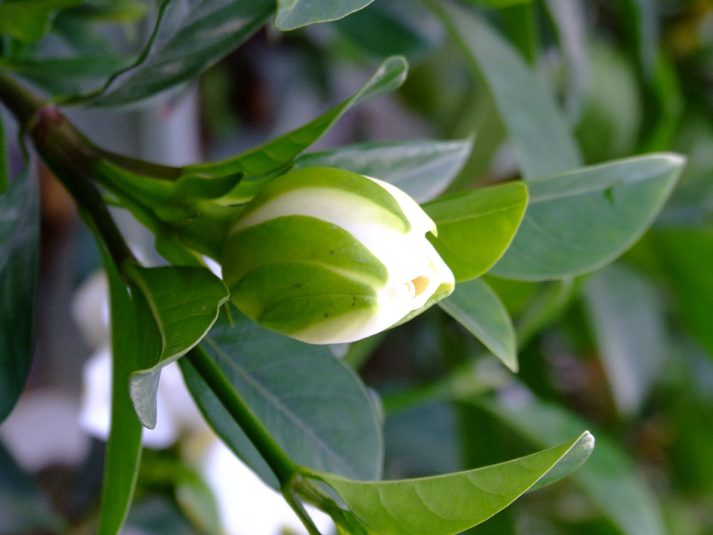 Cape jasmine (Gardenia jasminoides) Flower, Leaf, Care, Uses - PictureThis