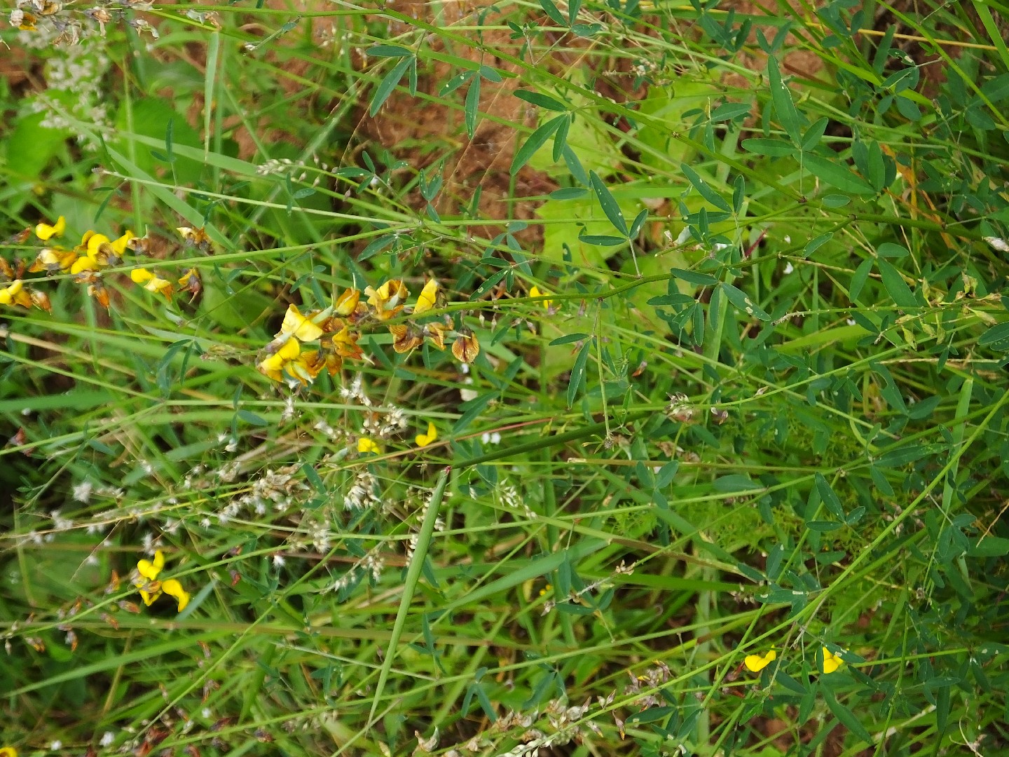 Crotalaria lanceolata - PictureThis