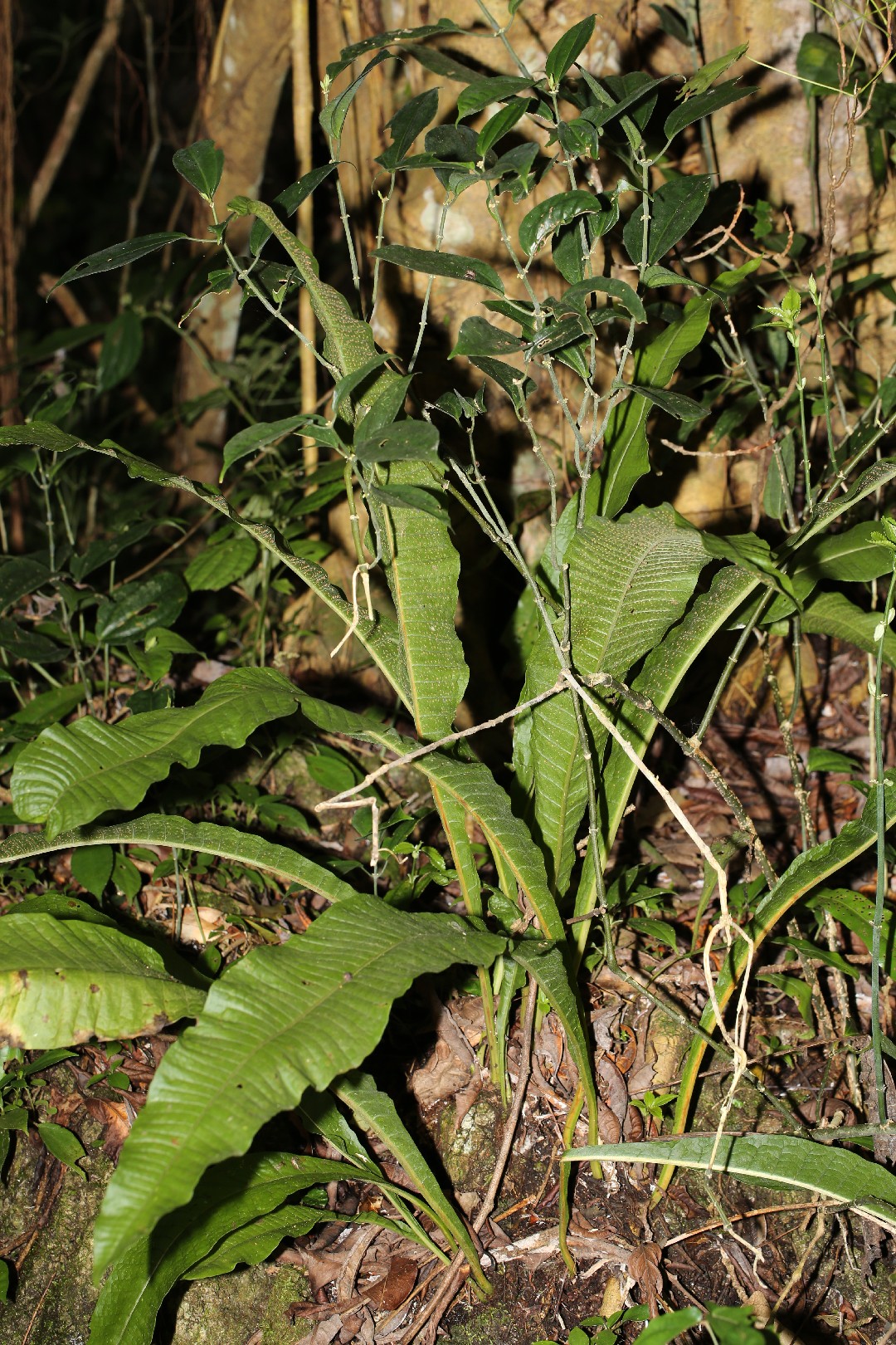 Microsorum - PictureThis