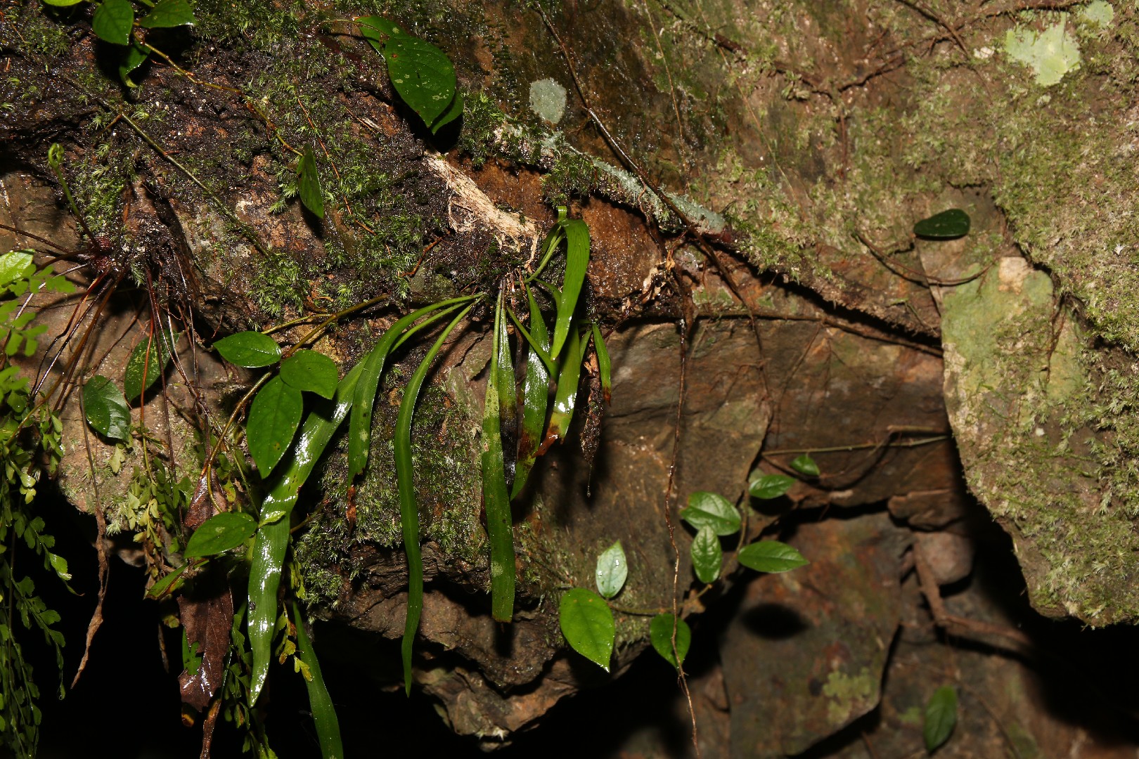 Haplopteris - PictureThis