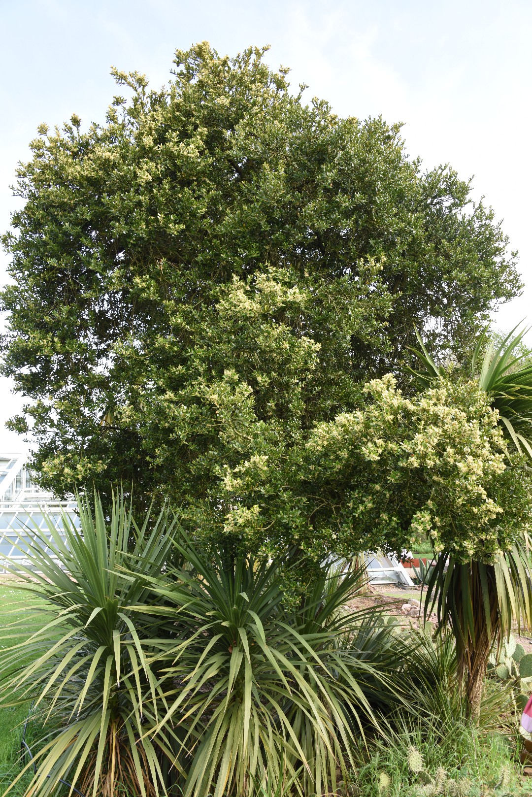 Boj balear (Buxus balearica) - PictureThis
