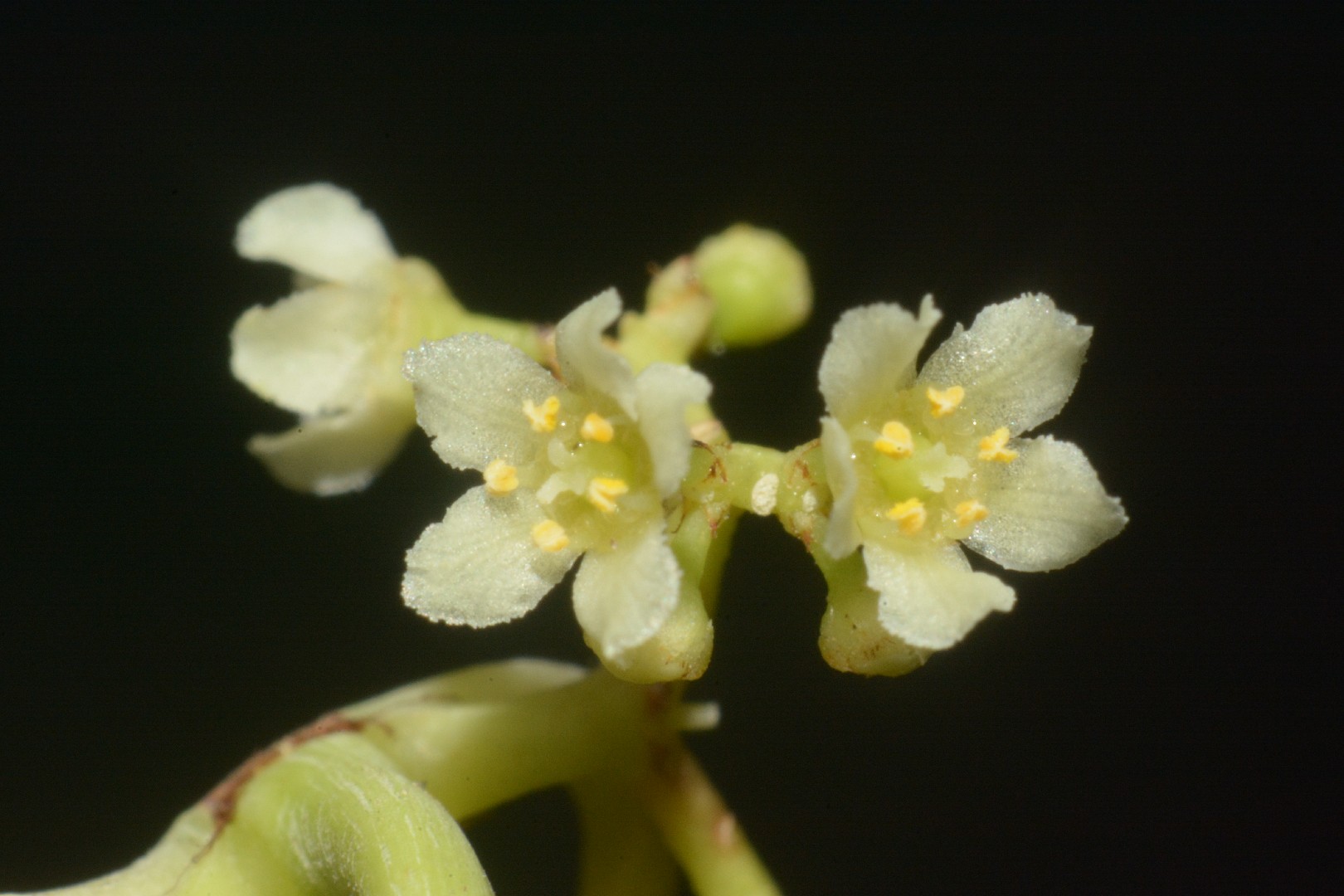 Catha Care (Watering, Fertilize, Pruning, Propagation) - PictureThis