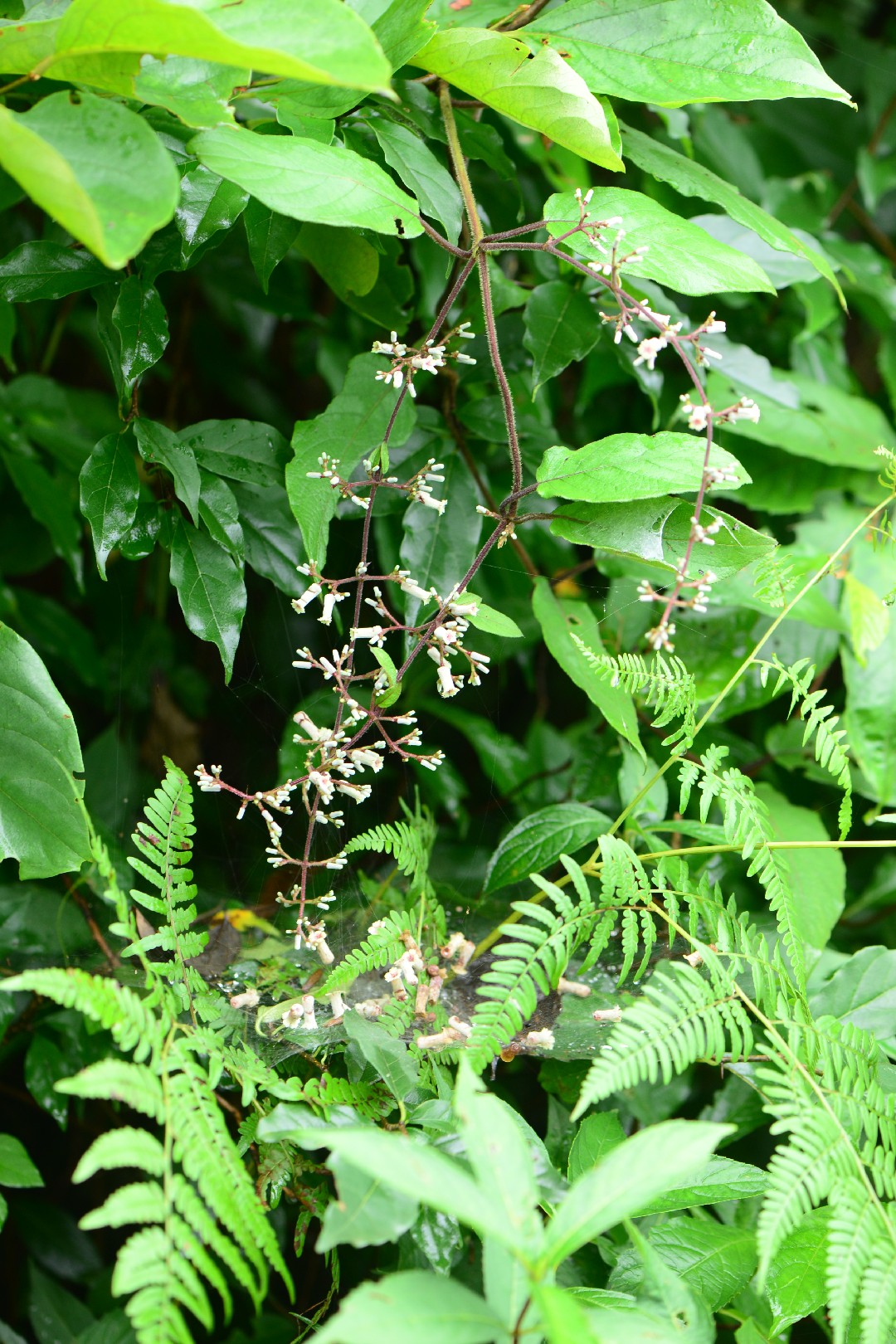 Sewer vines (Paederia) Flower, Leaf, Care, Uses - PictureThis
